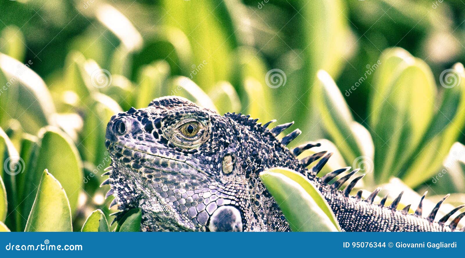 Iguana with Vegetation in Background Stock Photo - Image of reptilian ...