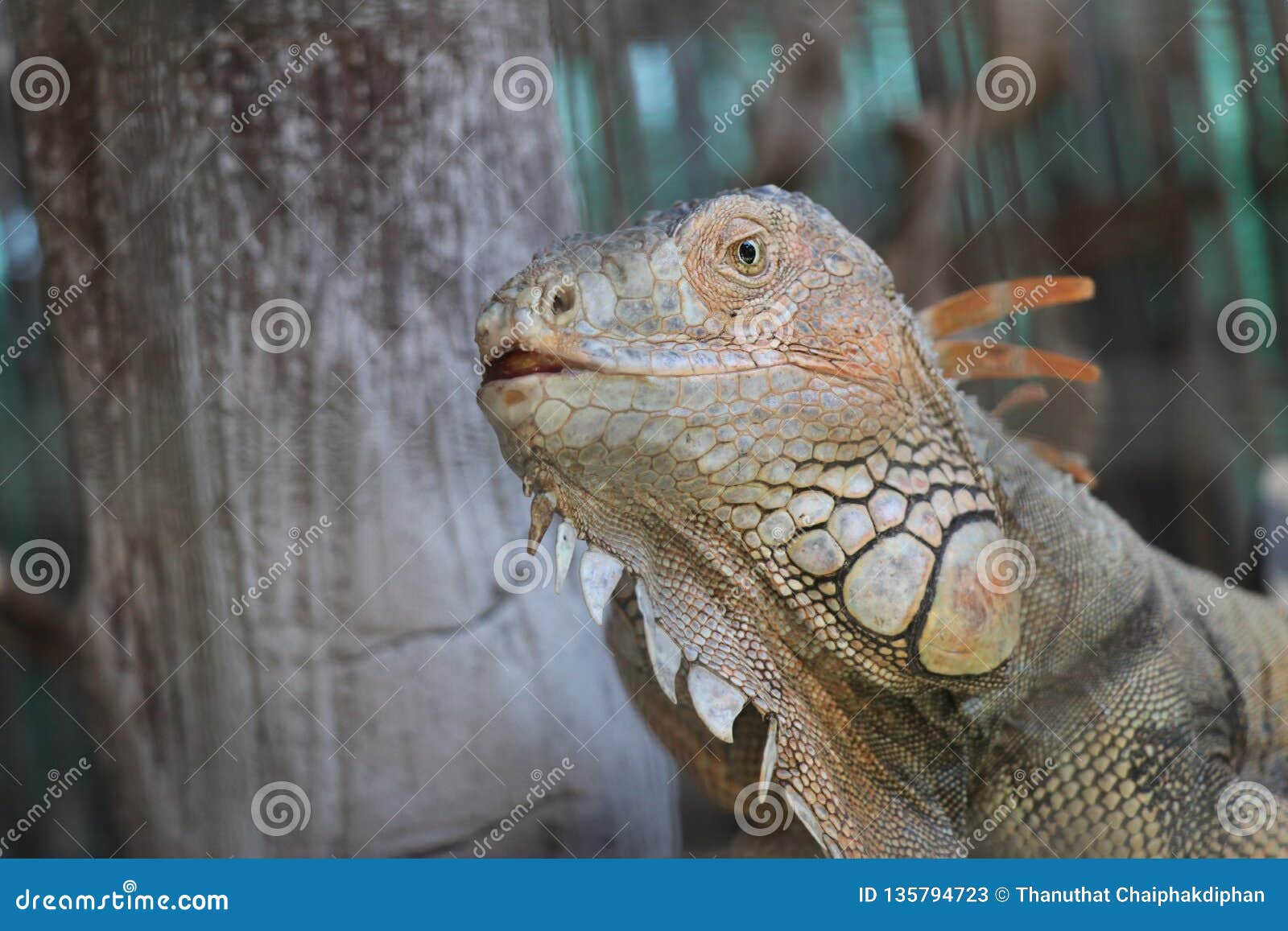 Iguana vermelha imagem de stock. Imagem de iguana, réptil - 135794723