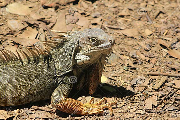 `Iguana` walking stock photo. Image of iguana, niguana - 93637616