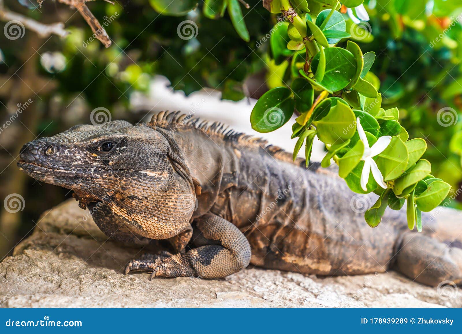 Iguana in a wild stock image. Image of islands, nature - 178939289