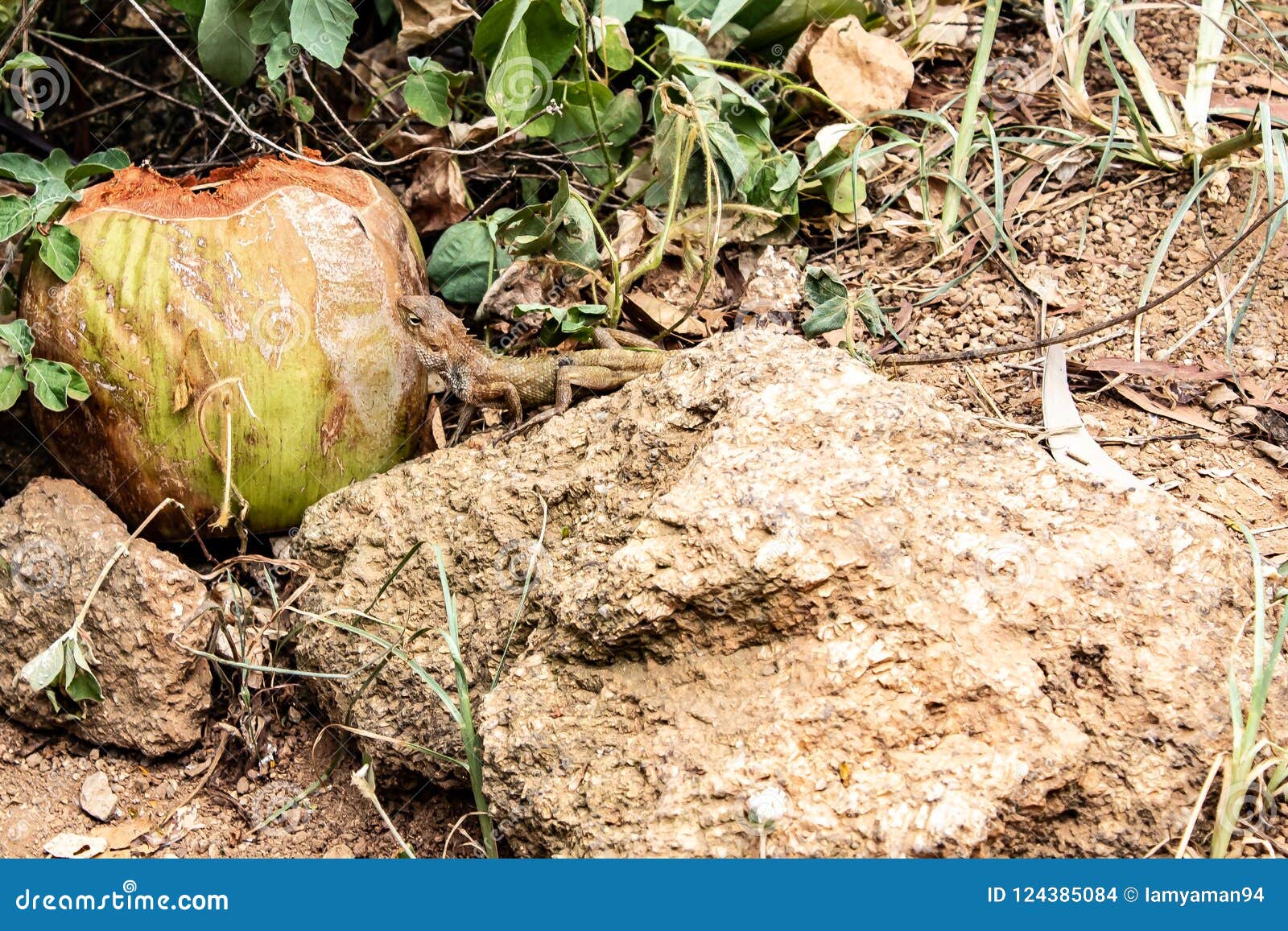 Iguana y un coco foto de archivo. Imagen de asia, cubo - 124385084