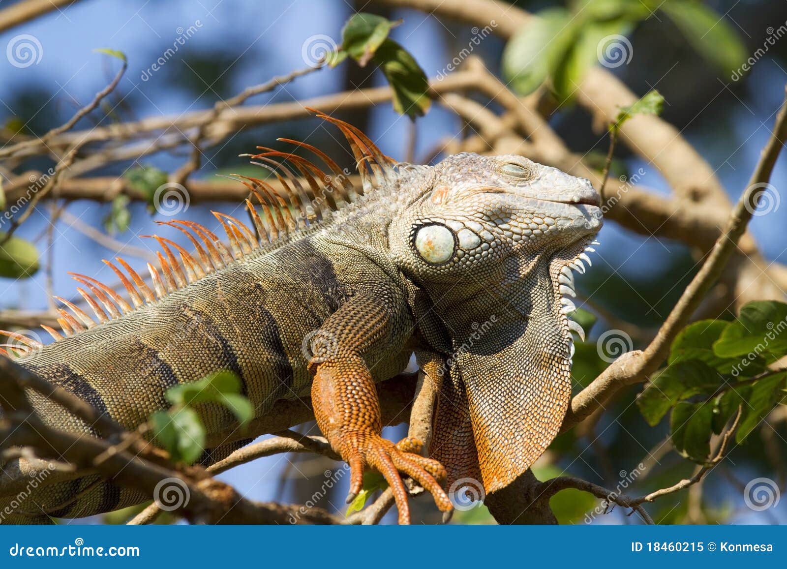 Iguane image stock. Image du abondant, regard, extérieur - 18460215