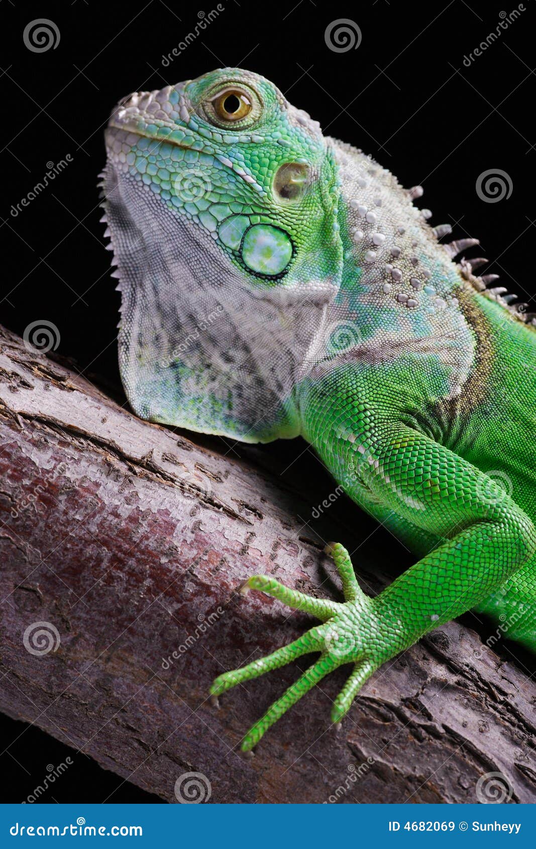 Iguane image stock. Image du faune, pets, principal, vert - 4682069