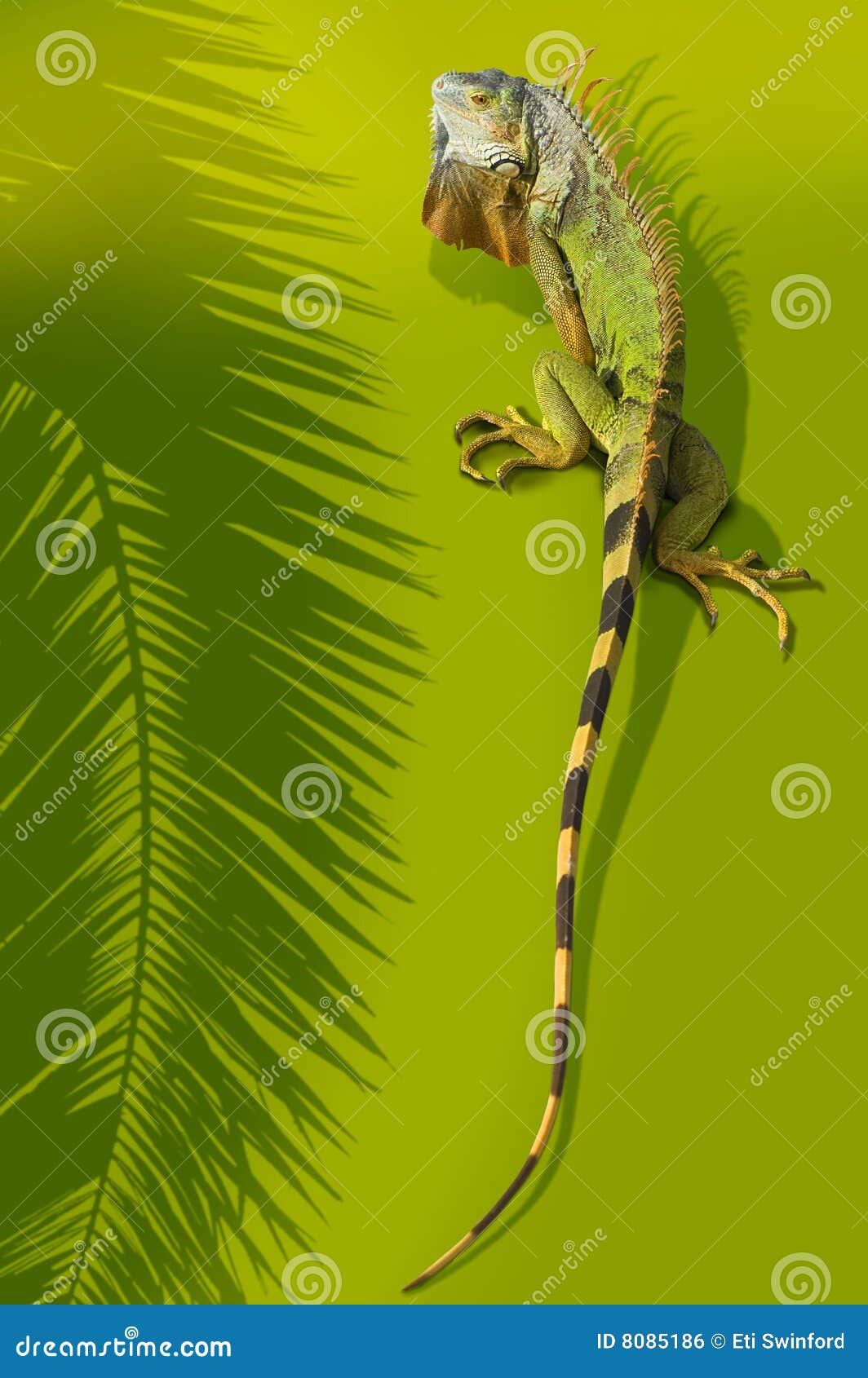 Iguane photo stock. Image du vert, nature, longtemps, paume - 8085186