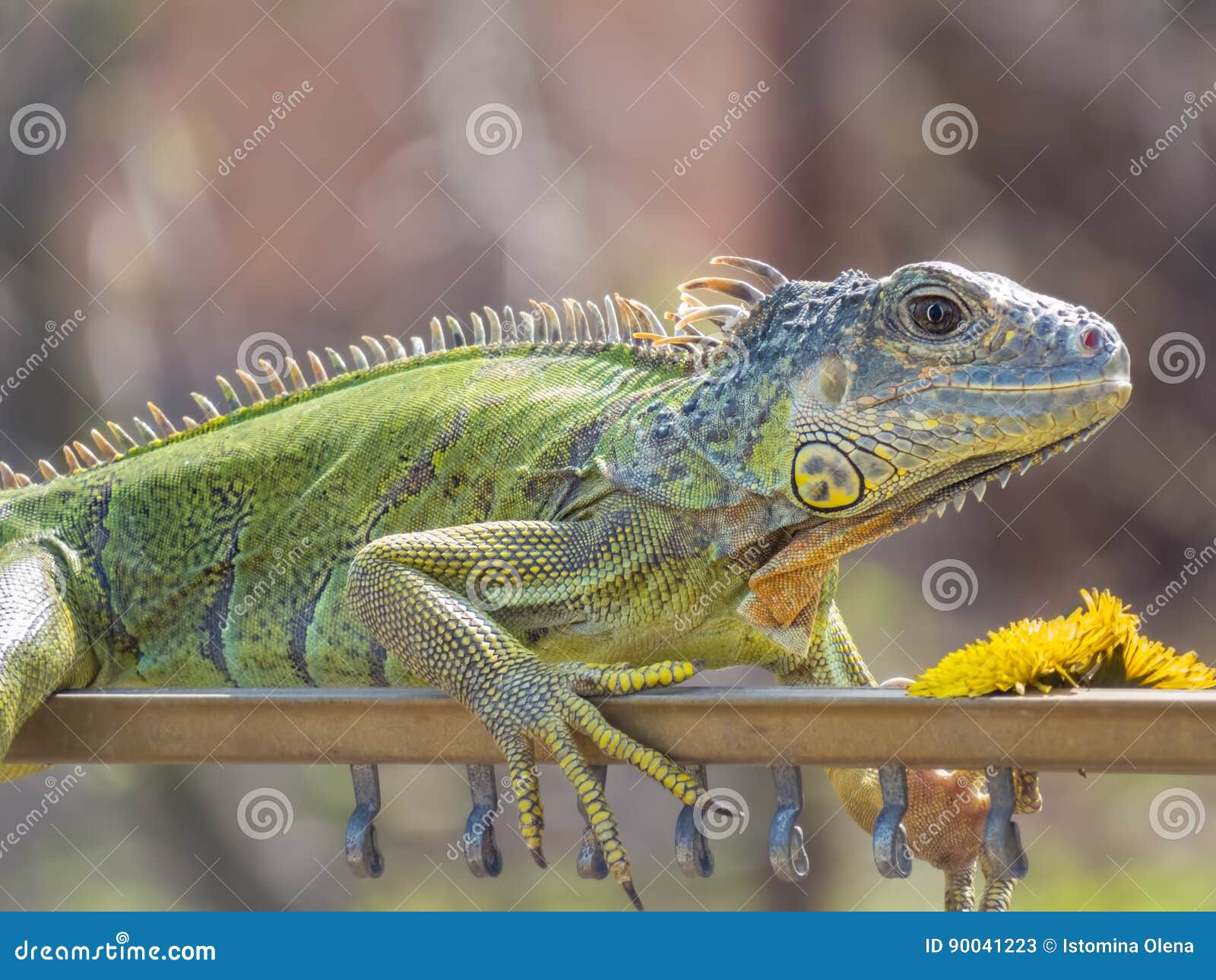 Iguane image stock. Image du verticale, vert, arrière - 90041223