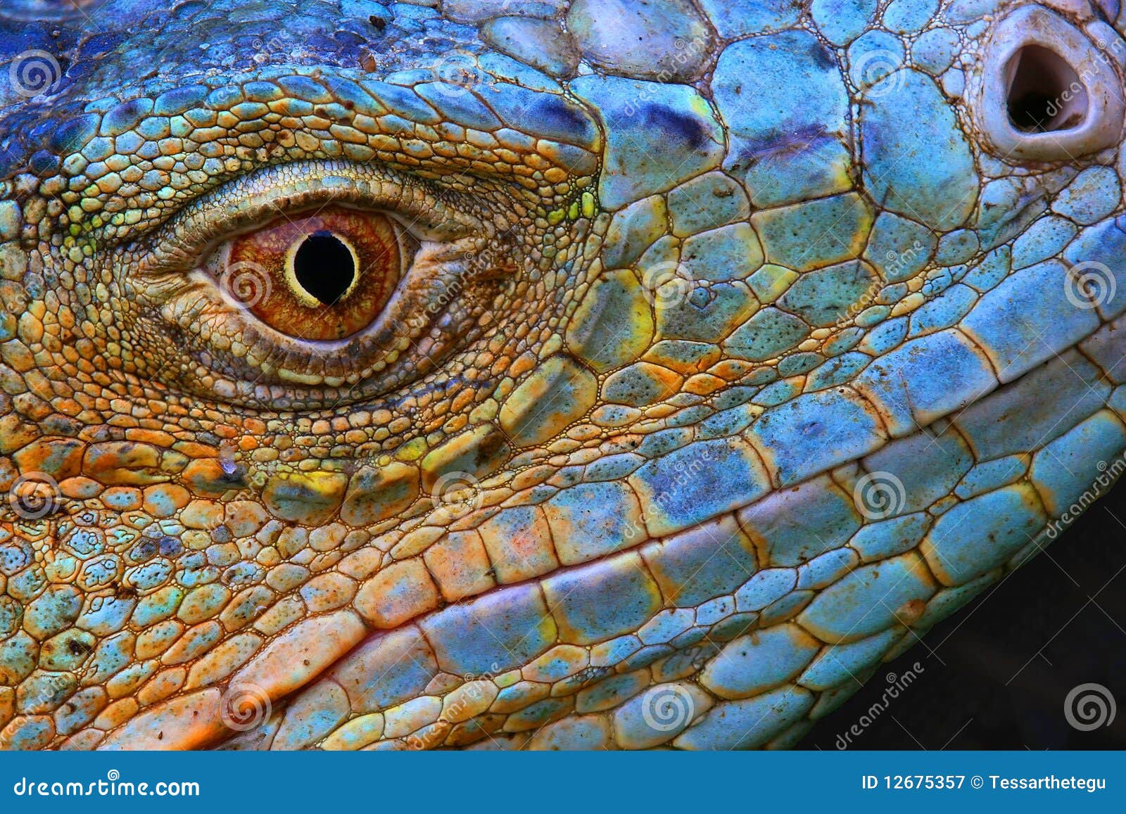Iguane bleu image stock. Image du échelle, tropical, prédateur - 12675357
