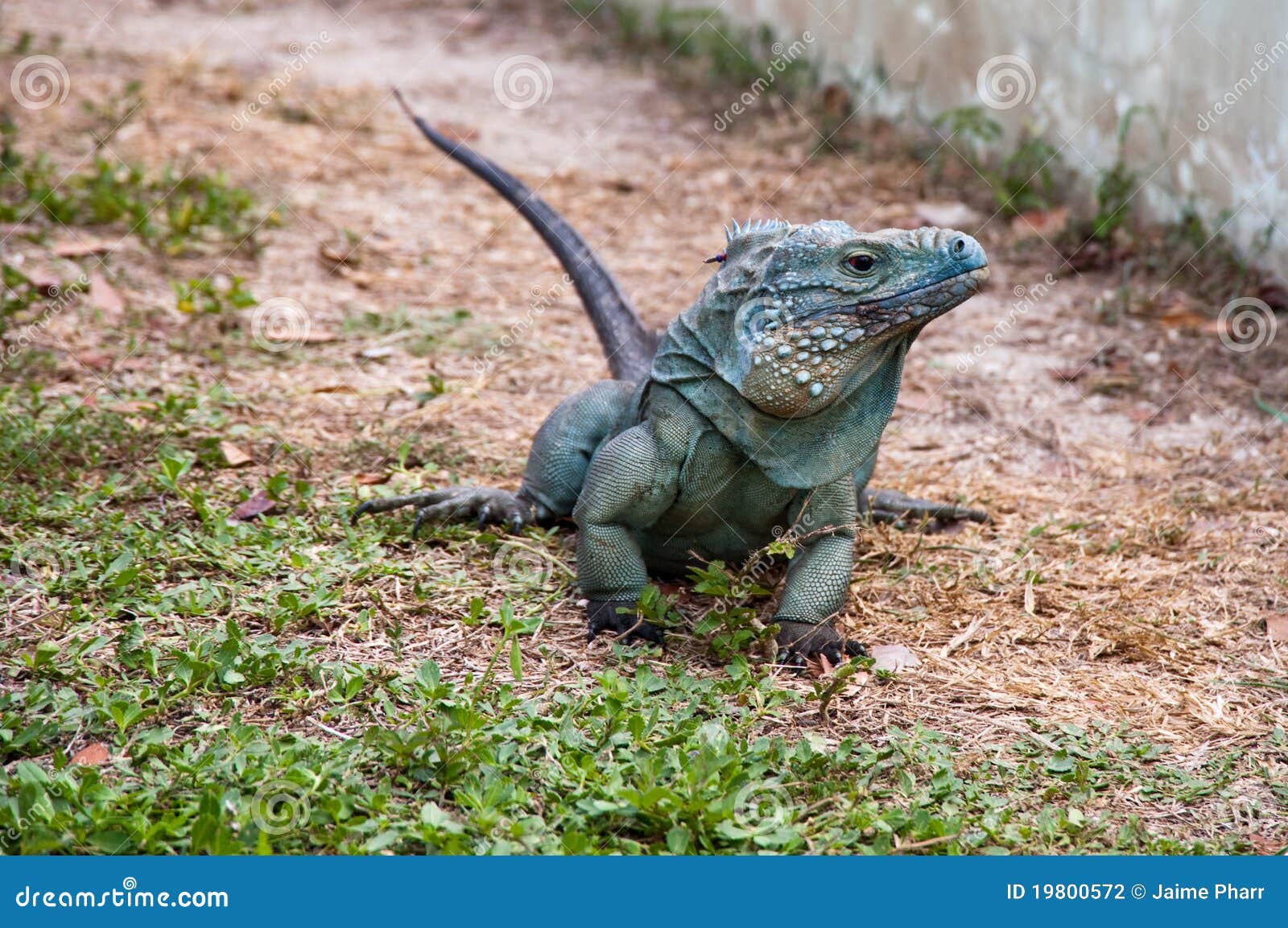 Iguane bleu photo stock. Image du faune, créature, espèces - 19800572