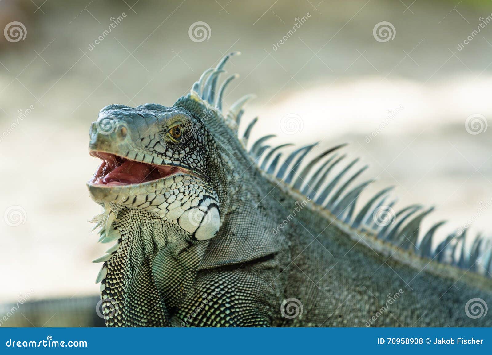 Iguane bleu gris photo stock. Image of nutrition, îles - 70958908