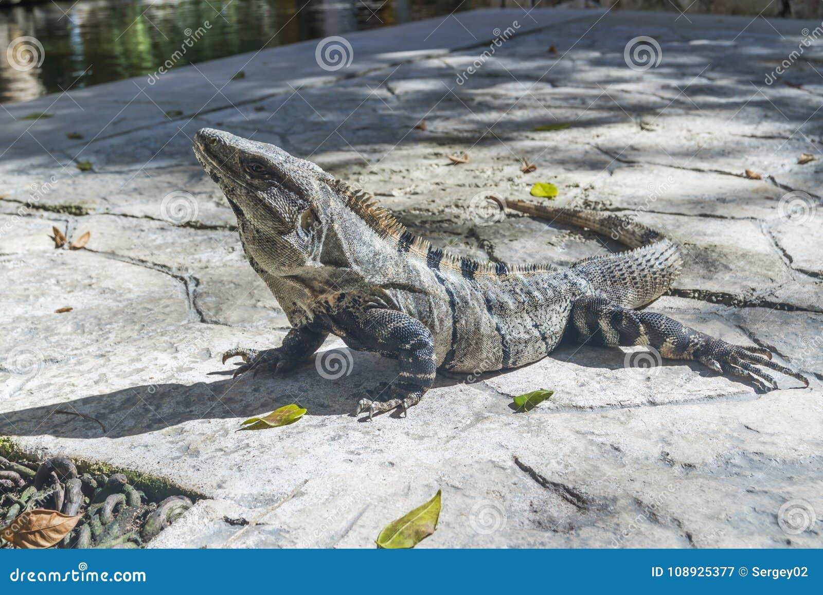 Iguane Dans La Faune Cancun, Mexique Image stock - Image du endangered ...