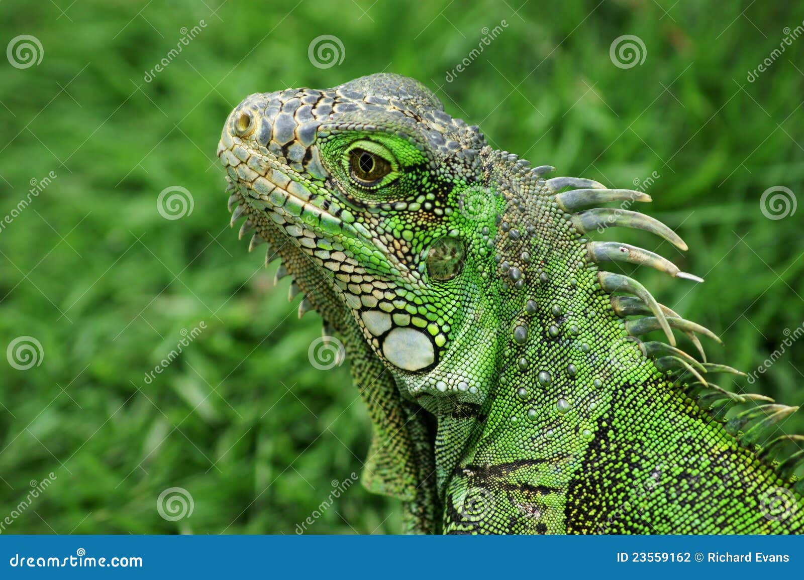 Iguane en Equateur photo stock. Image du échelles, regard - 23559162