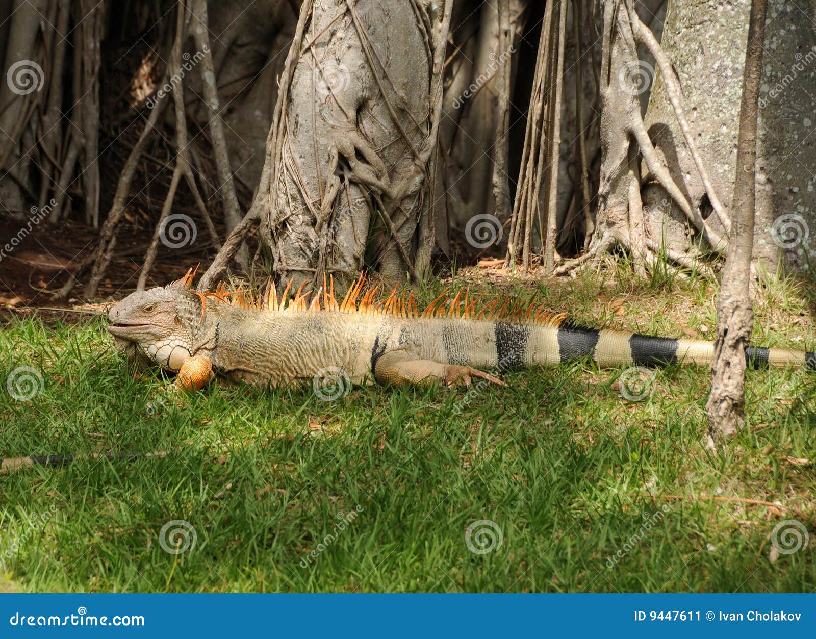 Iguane géant image stock. Image du faune, herbe, animal - 9447611