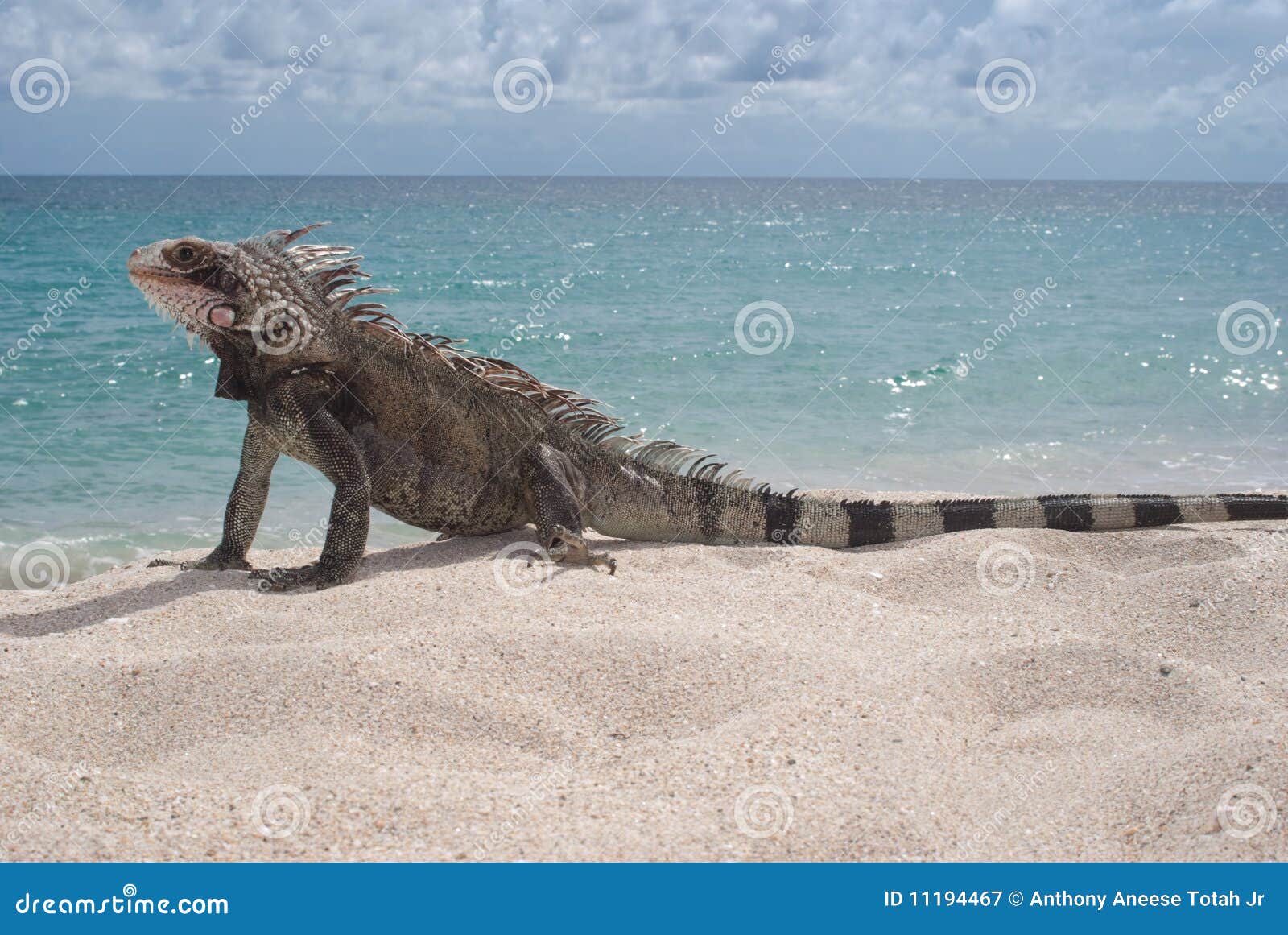 Iguane (iguane d'iguane) image stock. Image du froid - 11194467