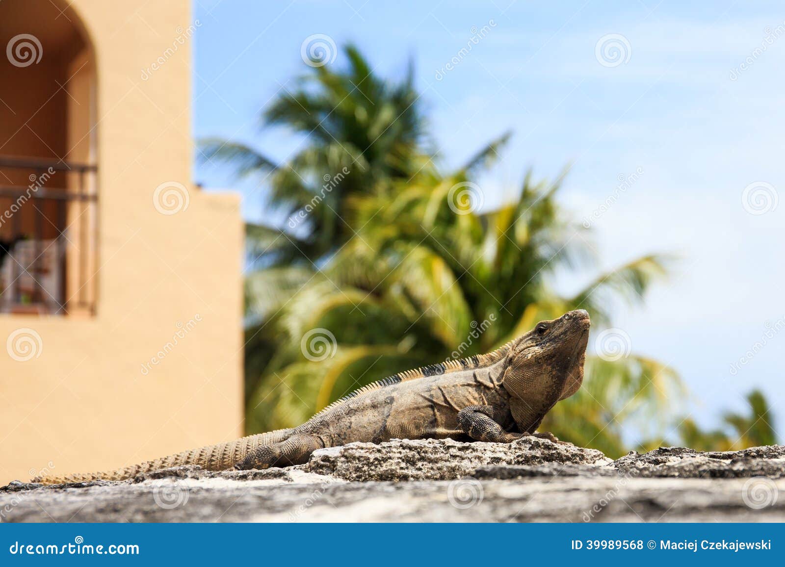 Iguane mexicain photo stock. Image of gris, carmen, animal - 39989568
