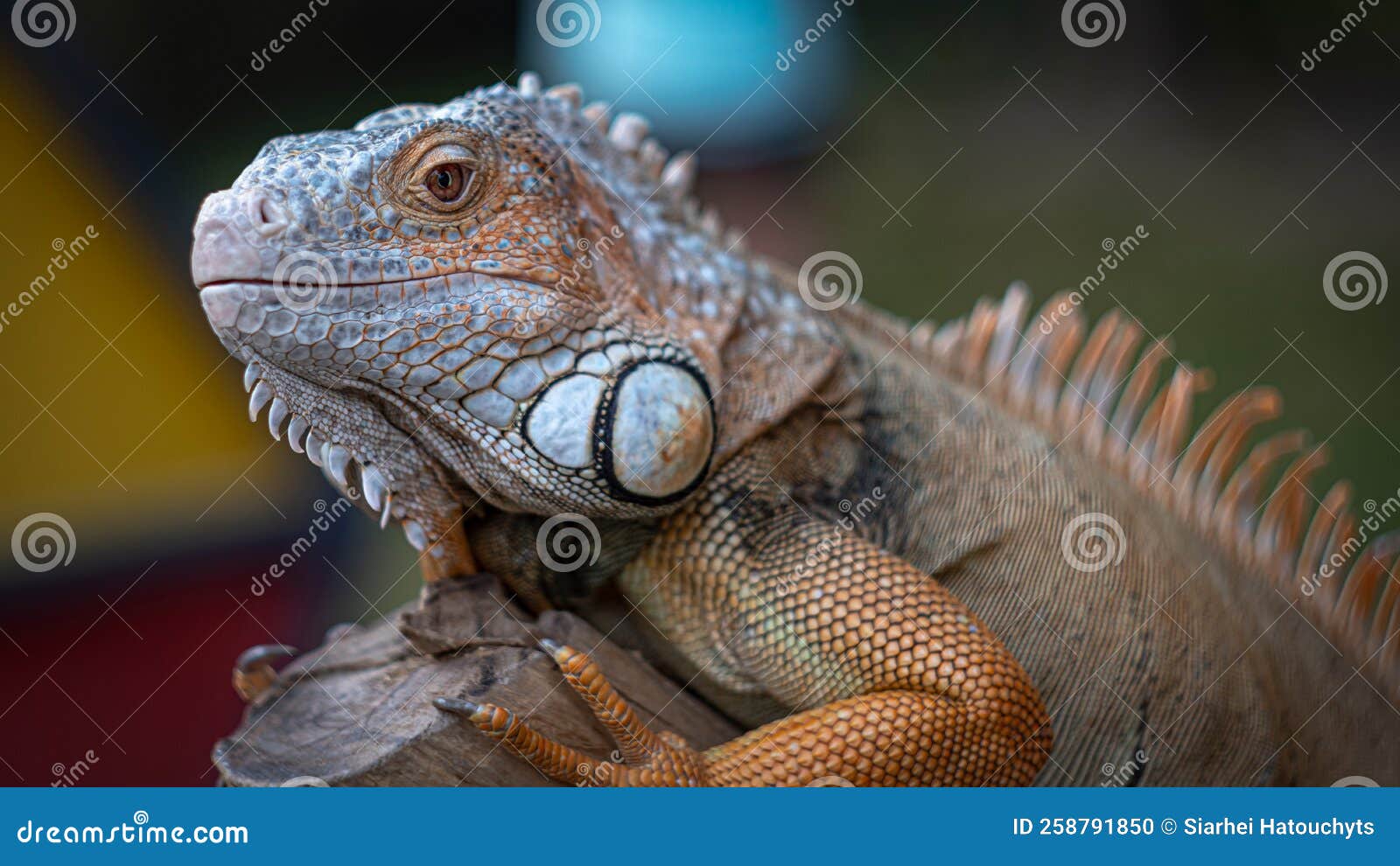 Iguane photo stock. Image du reptile, nature, amphibie - 258791850