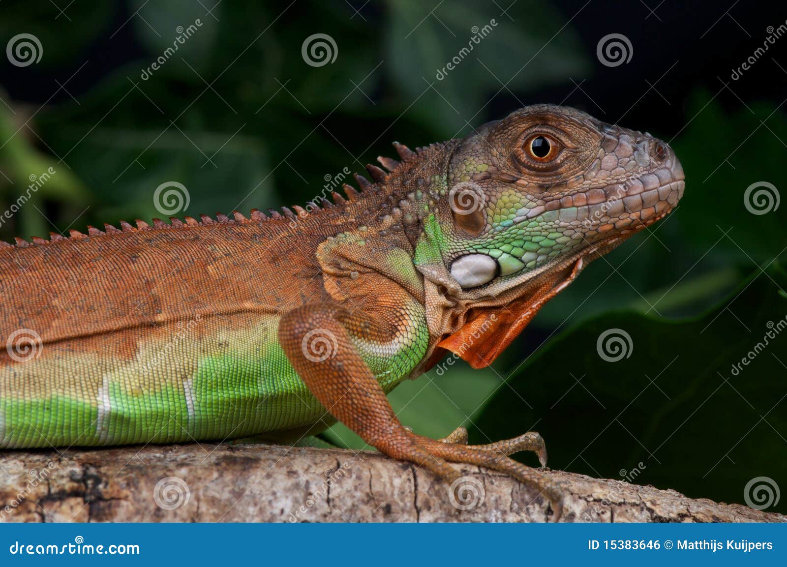 Iguane rouge photo stock. Image du herbivore, paraguay - 15383646