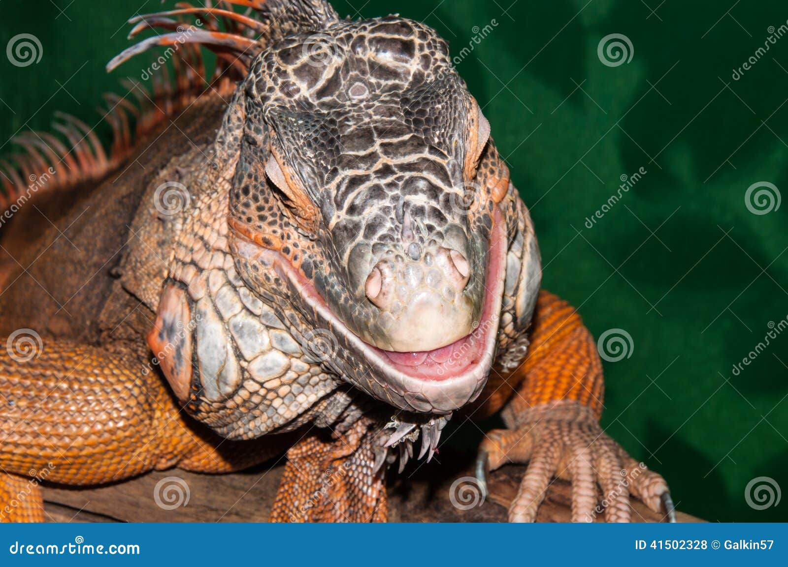 Iguane rouge photo stock. Image du faune, fermer, créature - 41502328