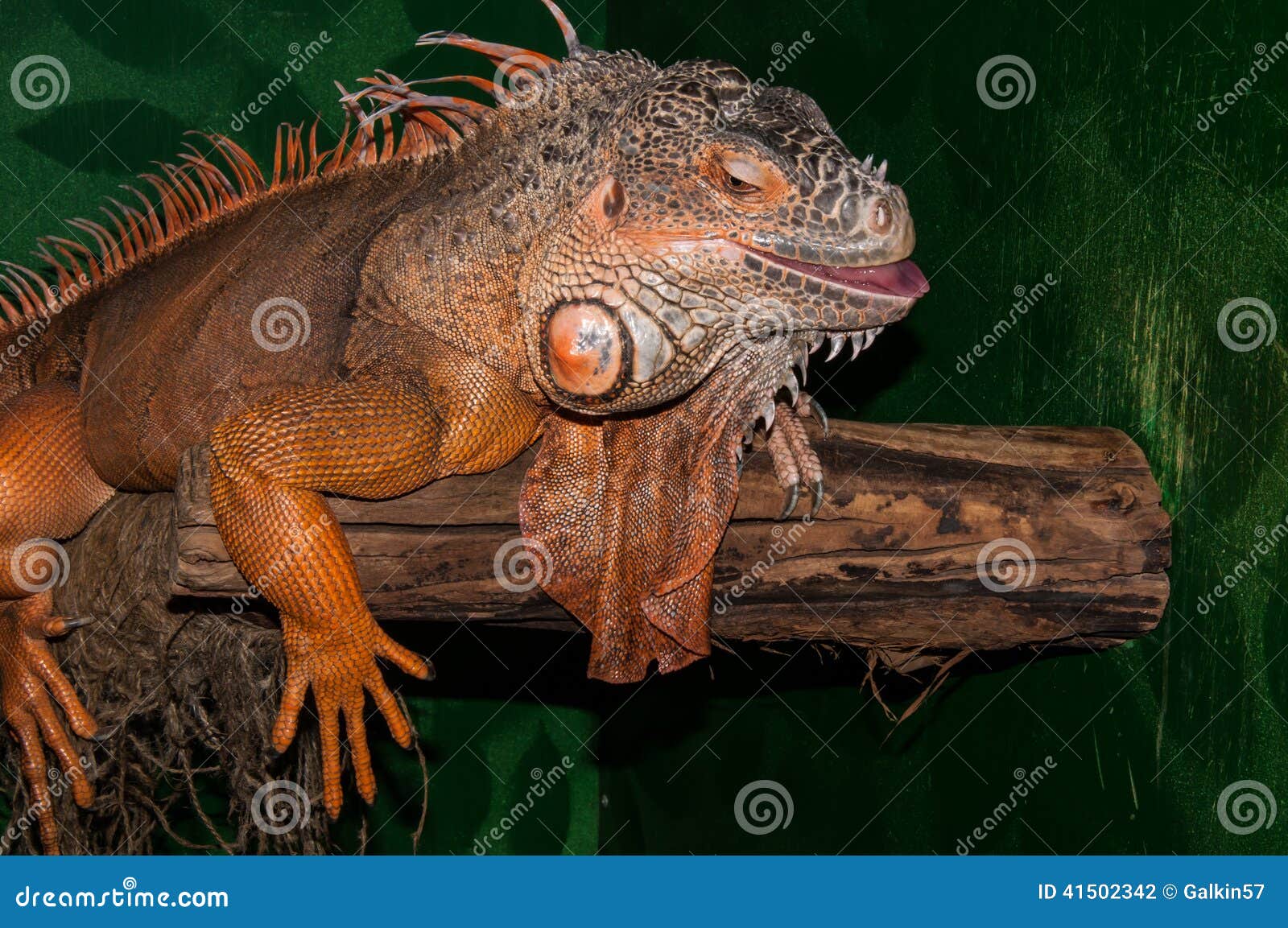 Iguane rouge photo stock. Image du vertébré, reptile - 41502342