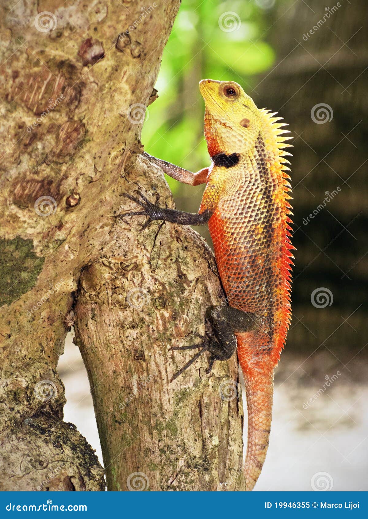 Iguane rouge sur un arbre image stock. Image of oeil - 19946355