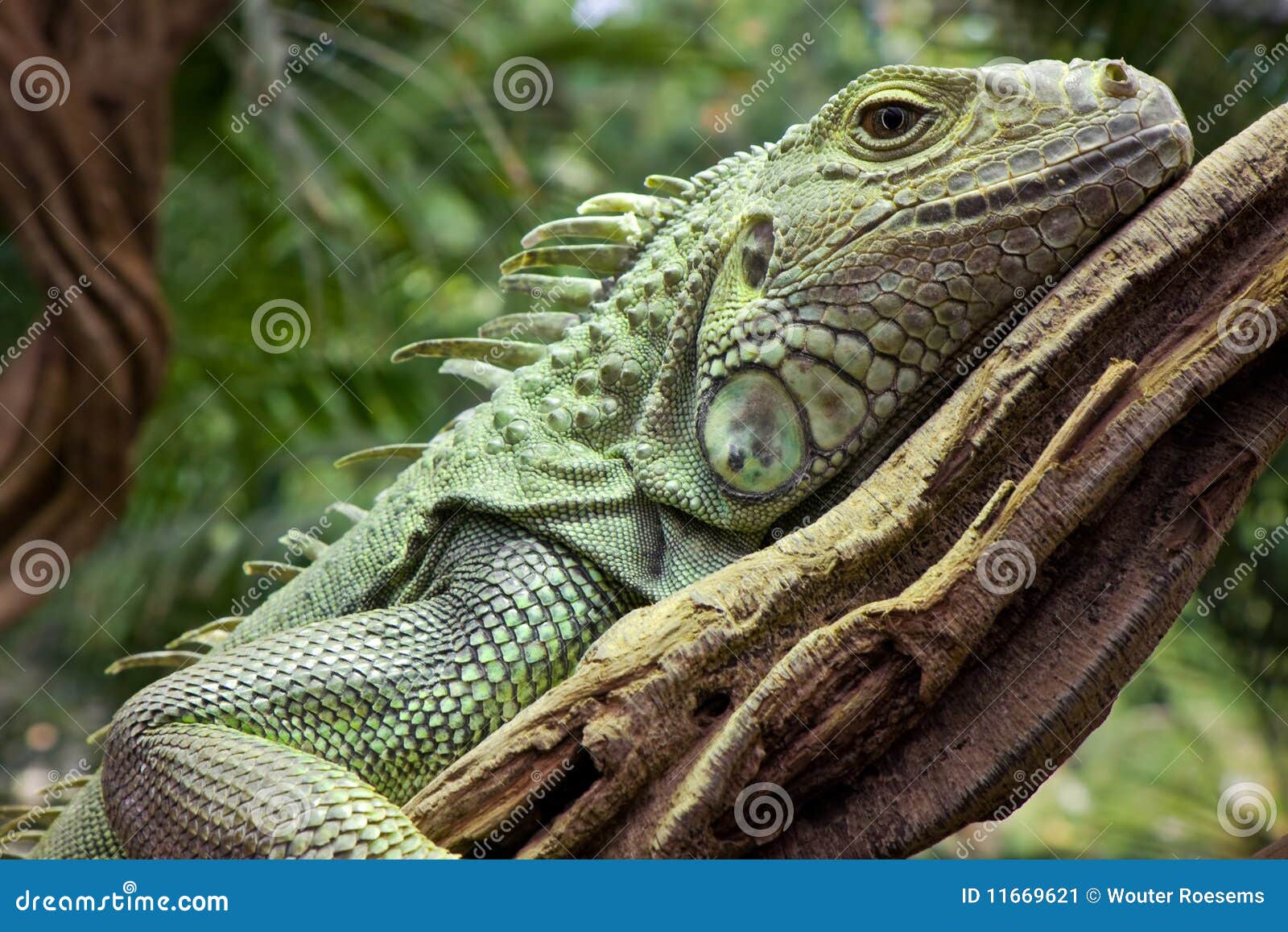Iguane Se Reposant Sur Le Branchement Image stock - Image du oeil ...