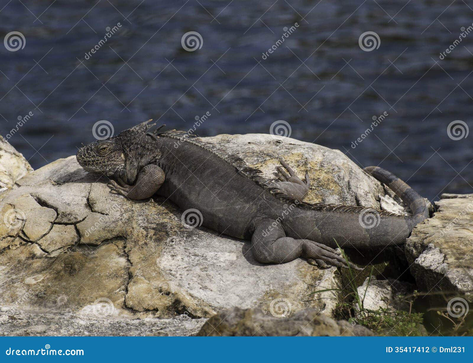 Iguane Se Reposant Sur Les Roches Photo stock - Image du extérieur ...