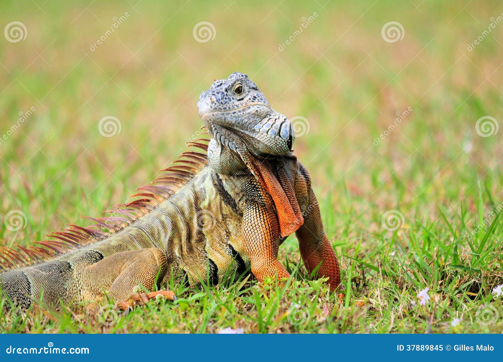 Iguane Se Tournant Vers La Pose Image stock - Image du froid, lézards ...