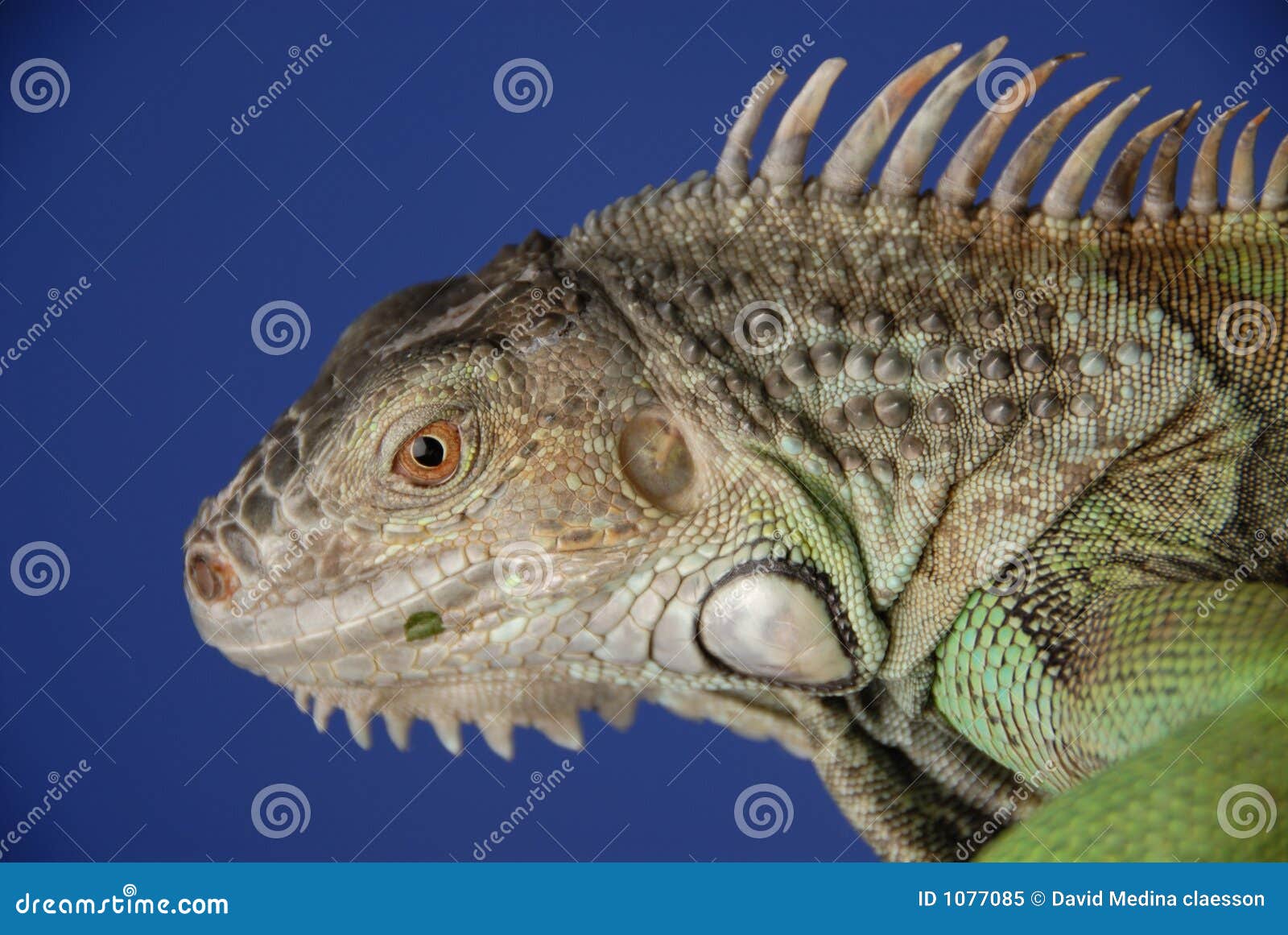 Iguane vert #2 image stock. Image du lézard, iguanes, adulte - 1077085