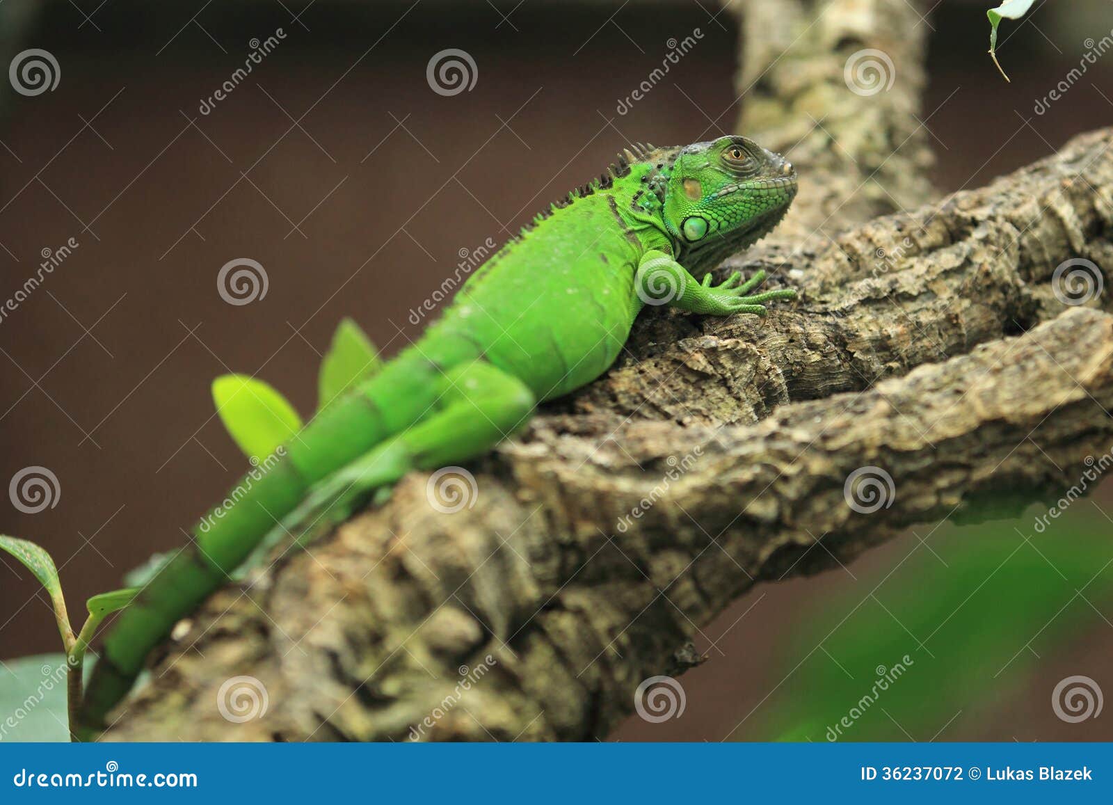 Iguane vert photo stock. Image du animal, nature, amérique - 36237072