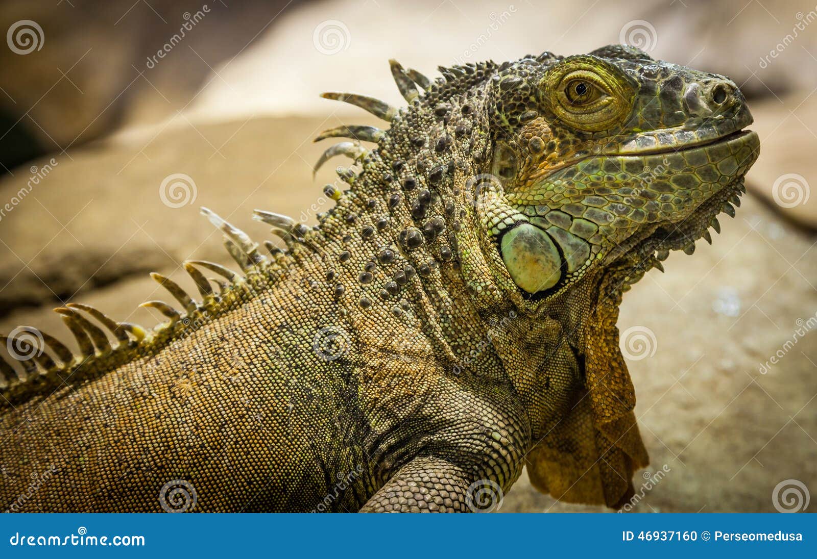 Iguane vert photo stock. Image du faune, sauvage, tête - 46937160