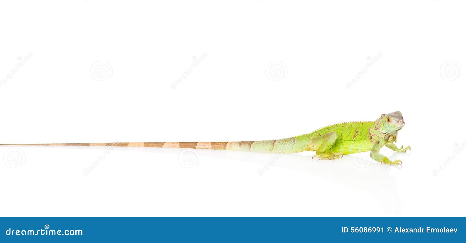 Iguane Vert Avec Une Longue Queue Dans Le Profil D'isolement Image ...