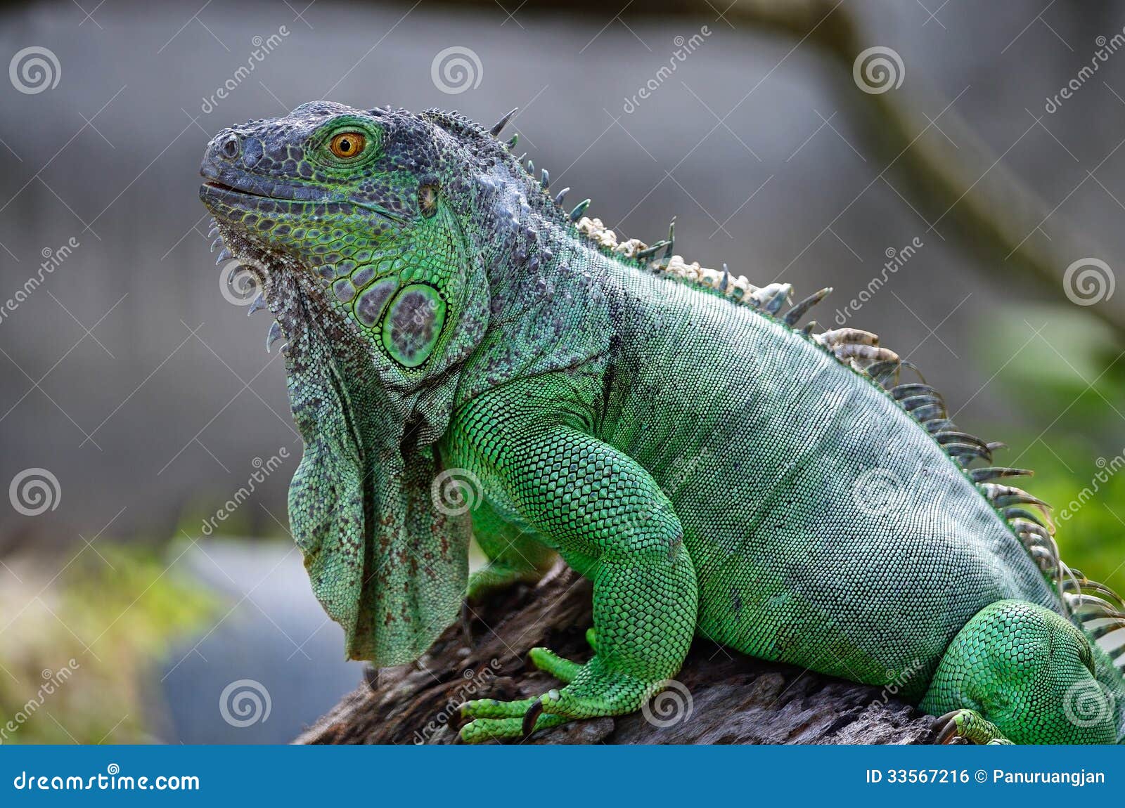 Iguane vert femelle photo stock. Image du vertébré, fermer - 33567216