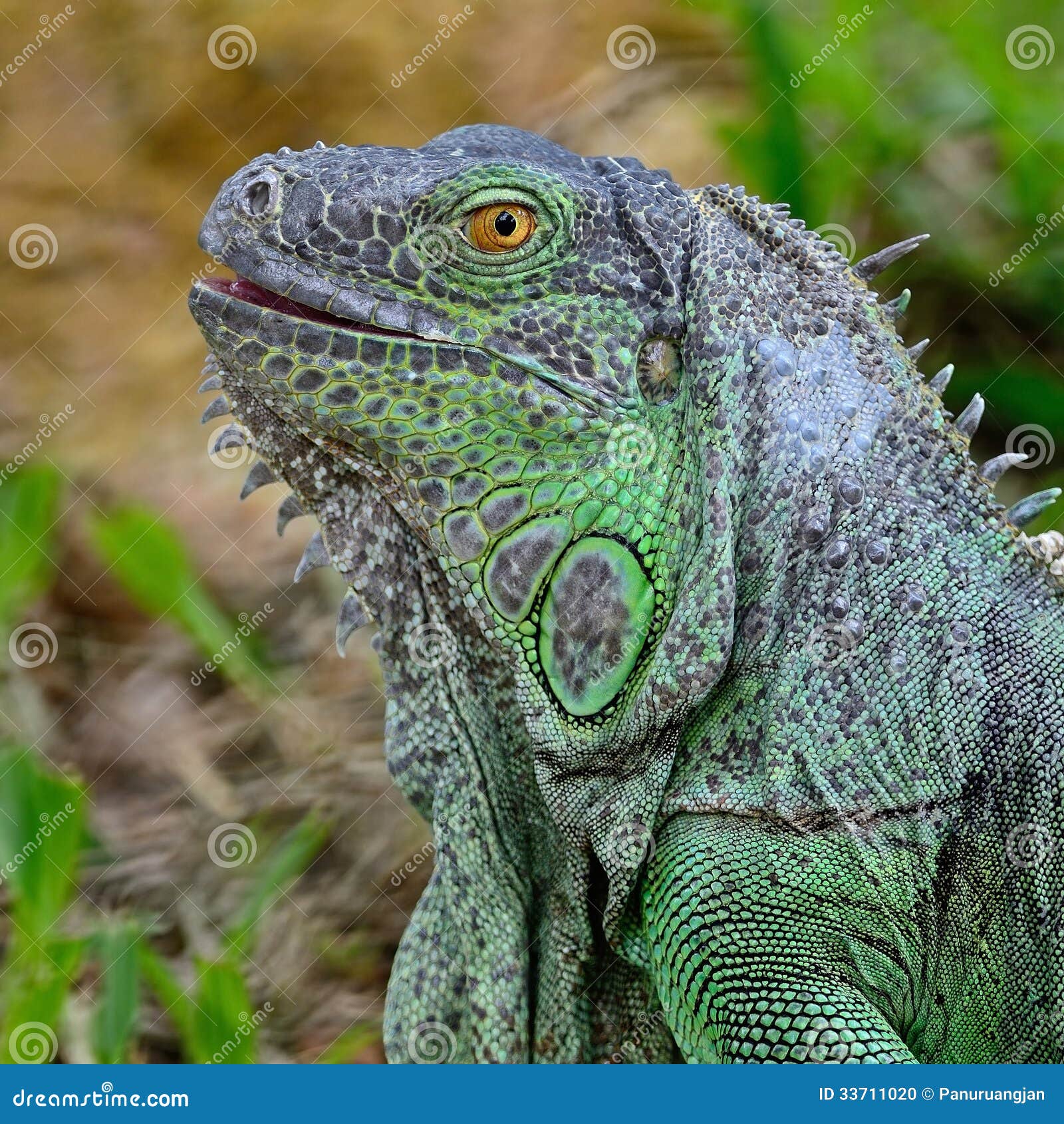 Iguane vert femelle photo stock. Image du vertébré, loisirs - 33711020