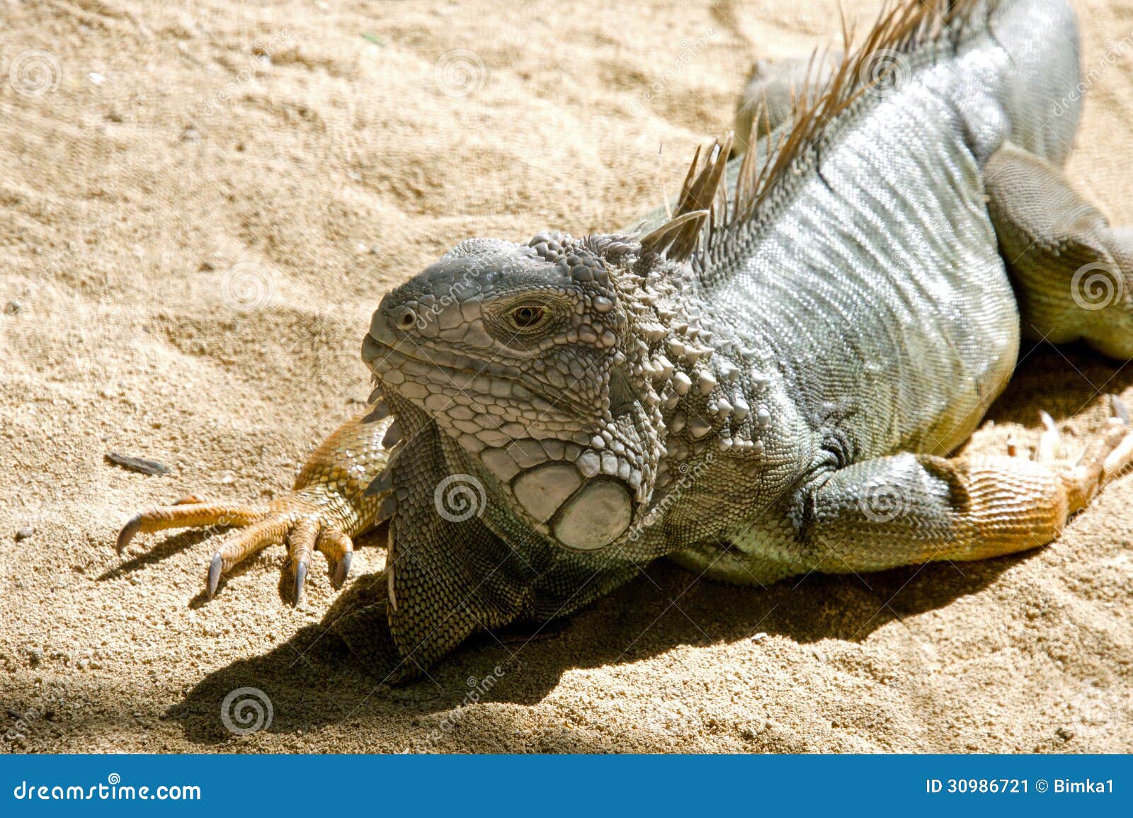 Iguane vert géant image stock. Image du oeil, pets, vert - 30986721