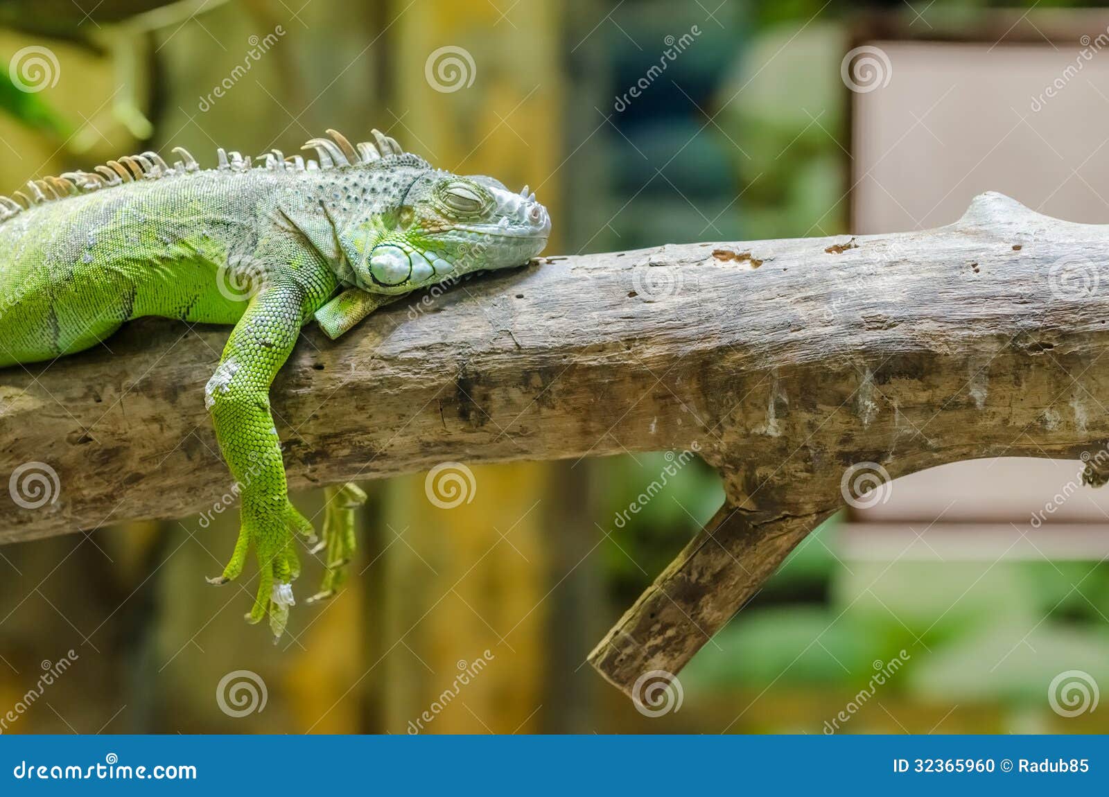 Iguane Vert Sur Une Branche D'arbre Photo stock - Image of iguane, vert ...
