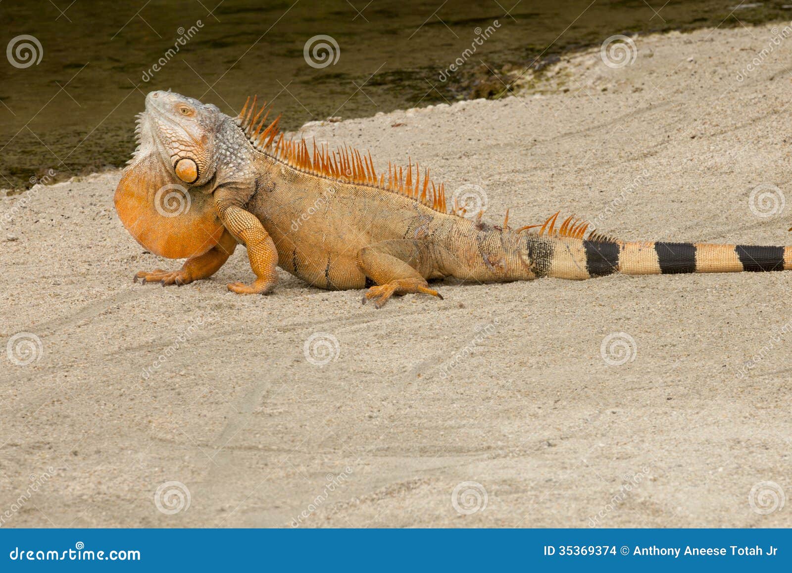 Iguane Vert (variation Rouge) Photo stock - Image du cuir, surf: 35369374