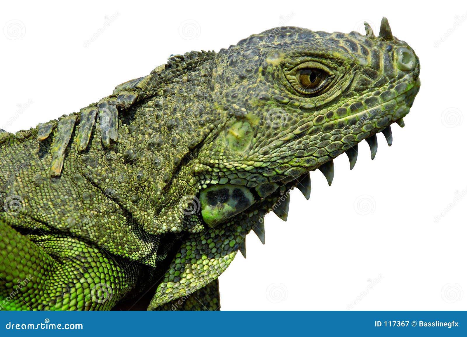 Iguane w/Paths principal image stock. Image du têtes, lézard - 117367