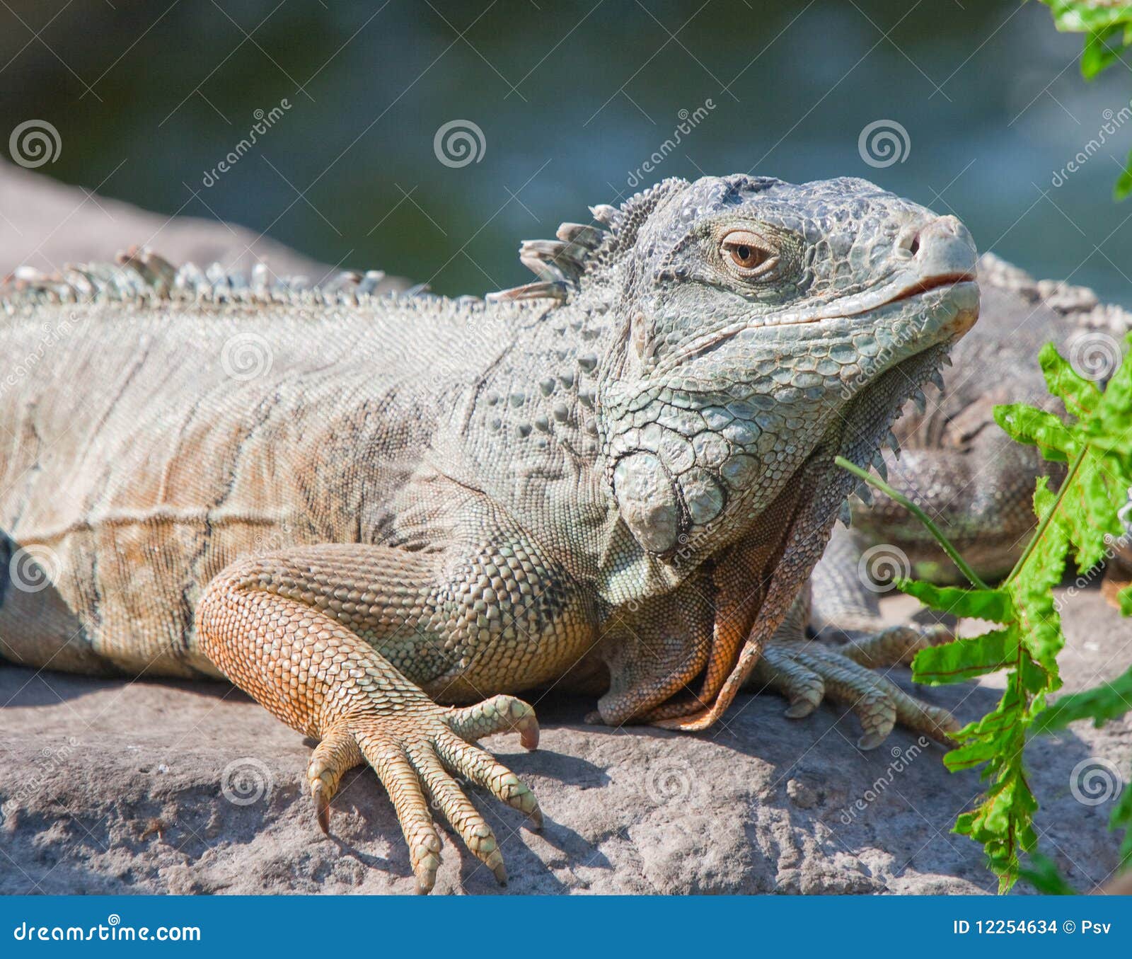 Iguania Stock Images - Image: 12254634
