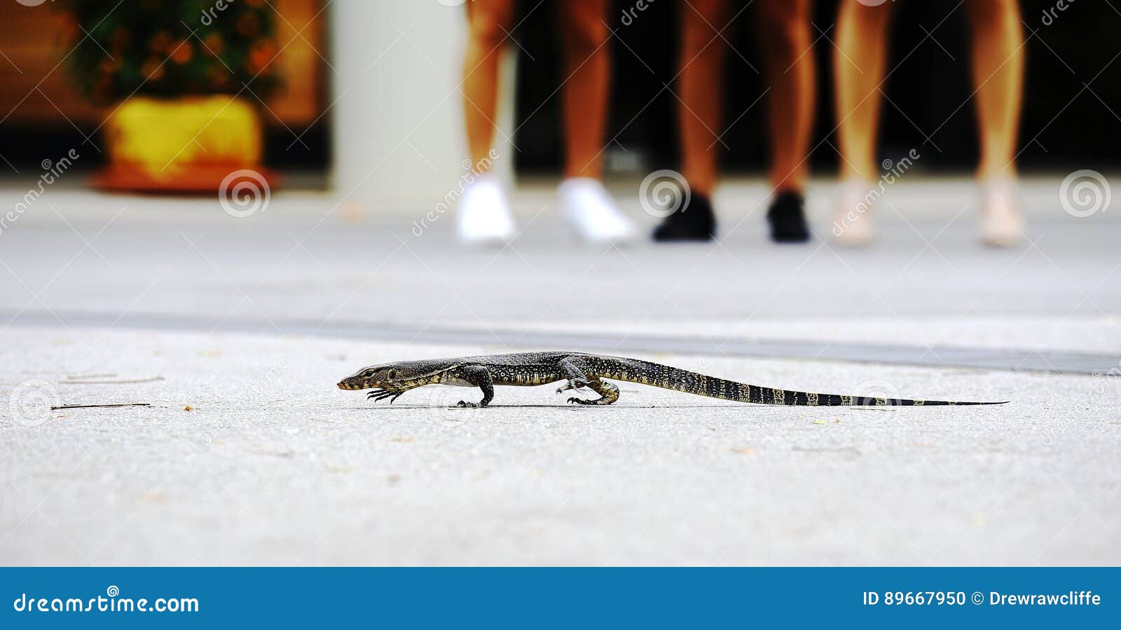 Iguanian lizard stock photo. Image of sunbathing, searching - 89667950