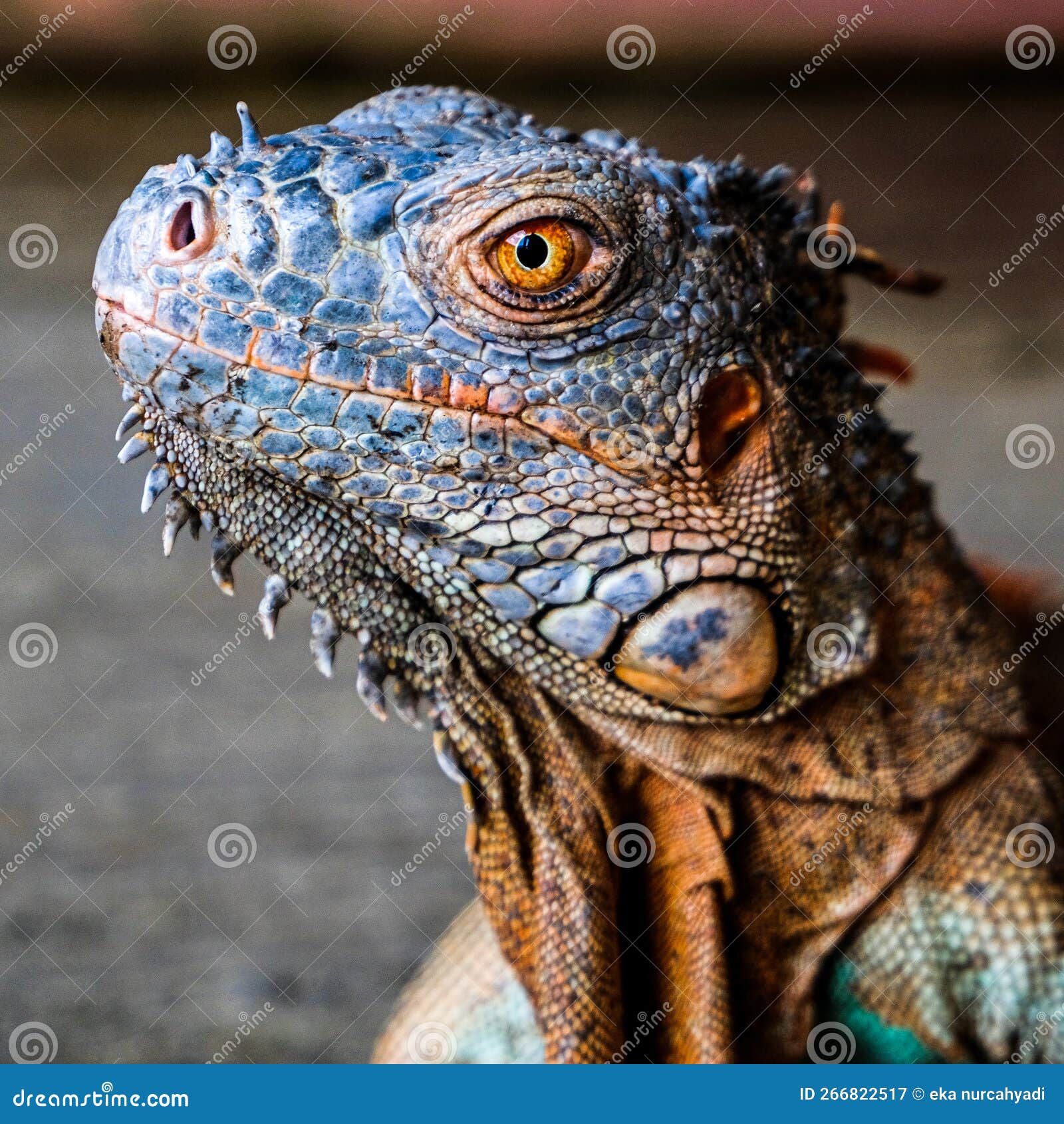 Igun Stock Photos - Free & Royalty-Free Stock Photos from Dreamstime