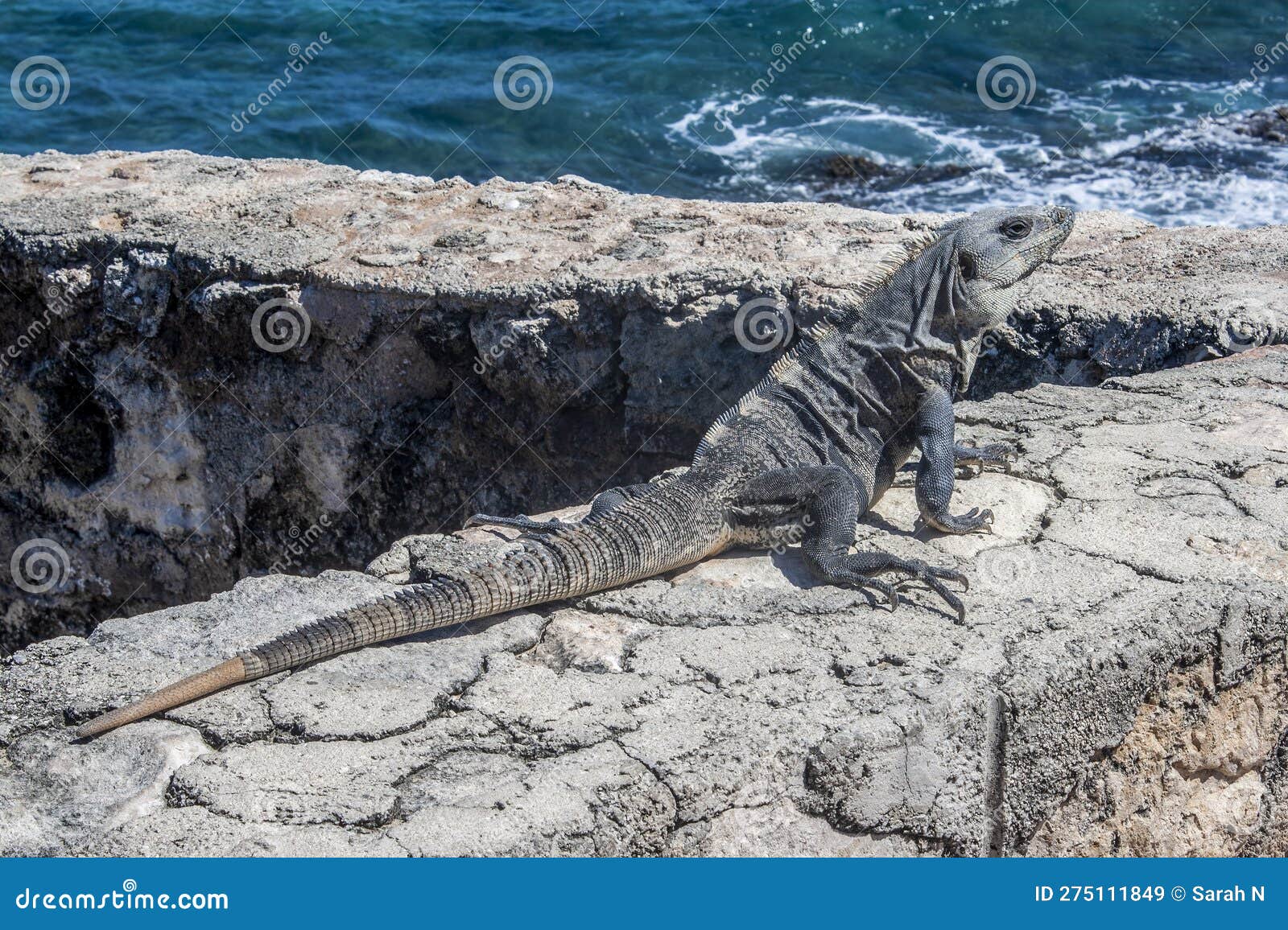 Igunana at Punta Sur, Isla Mujeres, Mexico Stock Image - Image of tour ...