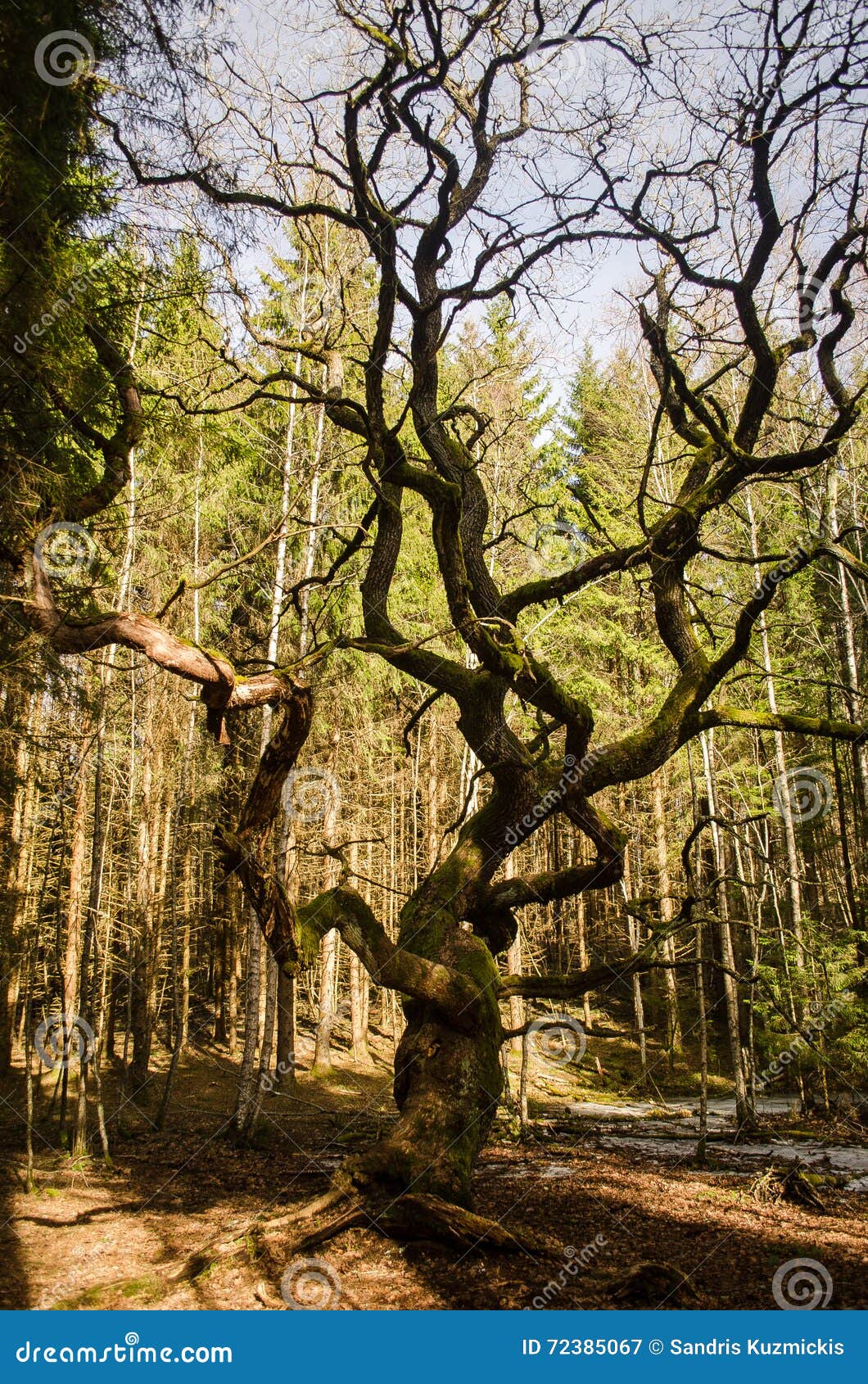 Ijas Stock Photos - Free & Royalty-Free Stock Photos from Dreamstime