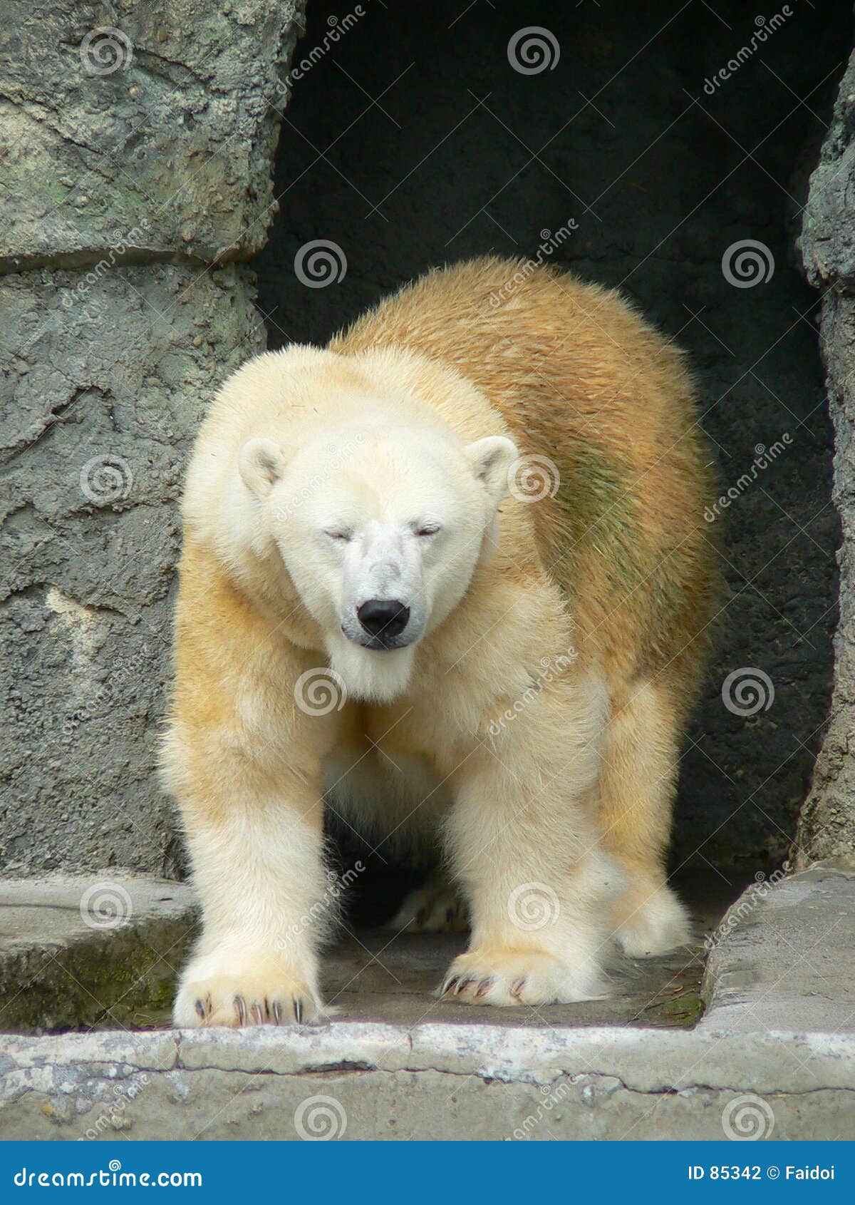 Ijsbeer 1 Picture. Image: 85342