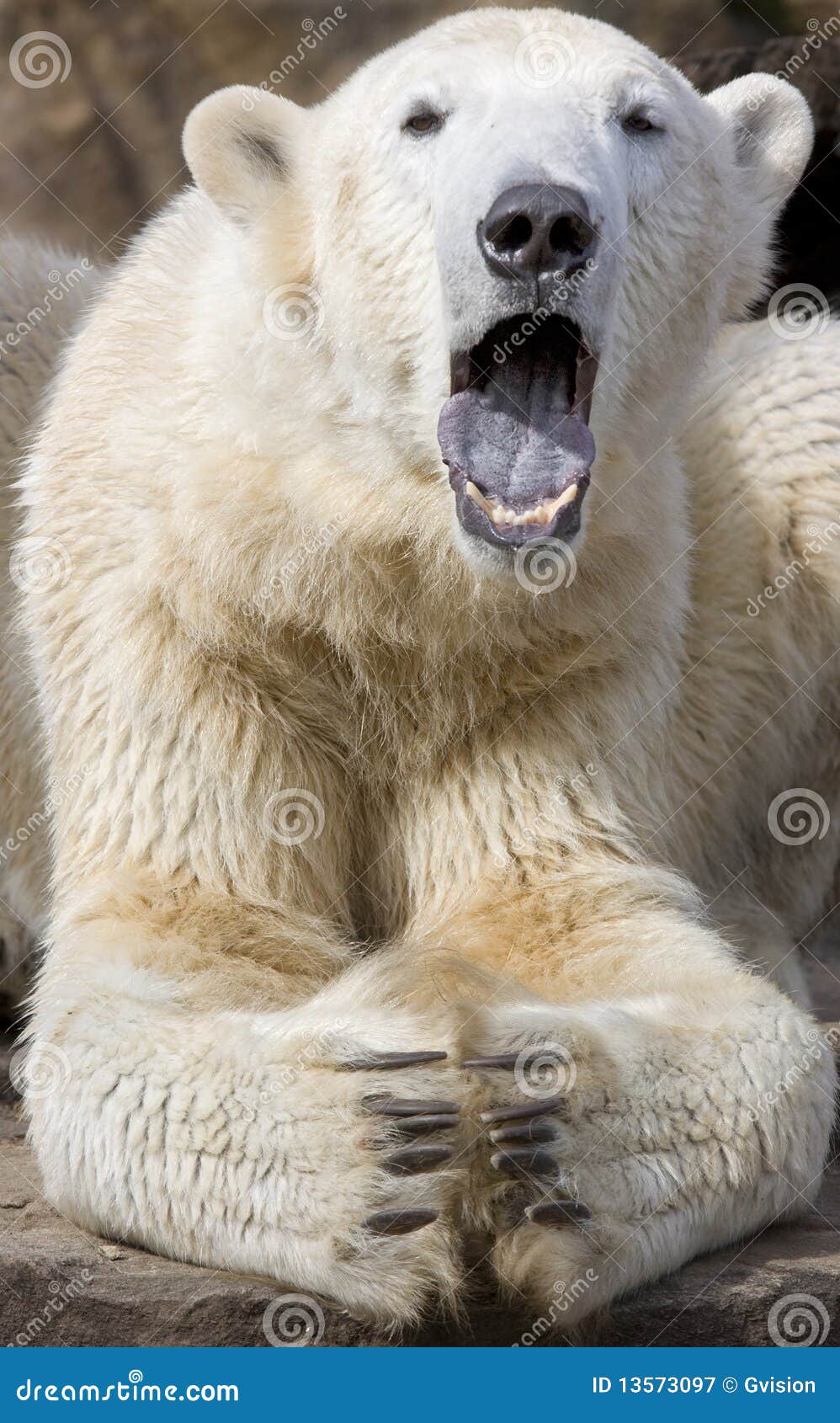 Ijsbeer stock afbeelding. Image of portret, gegevens - 13573097