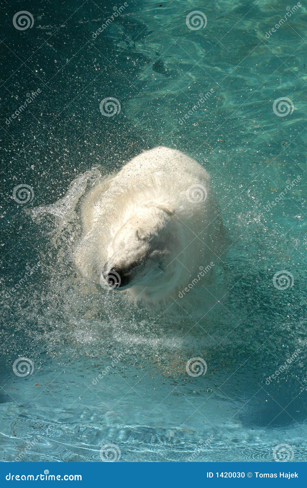 Ijsbeer stock foto. Image of bovenkant, plonsen, buiten - 1420030