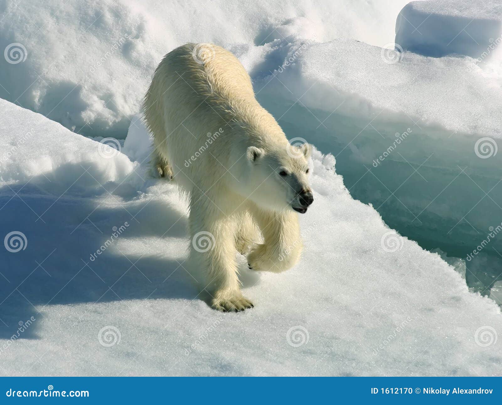 Ijsbeer stock foto. Image of wild, roofdier, achtergrond - 1612170