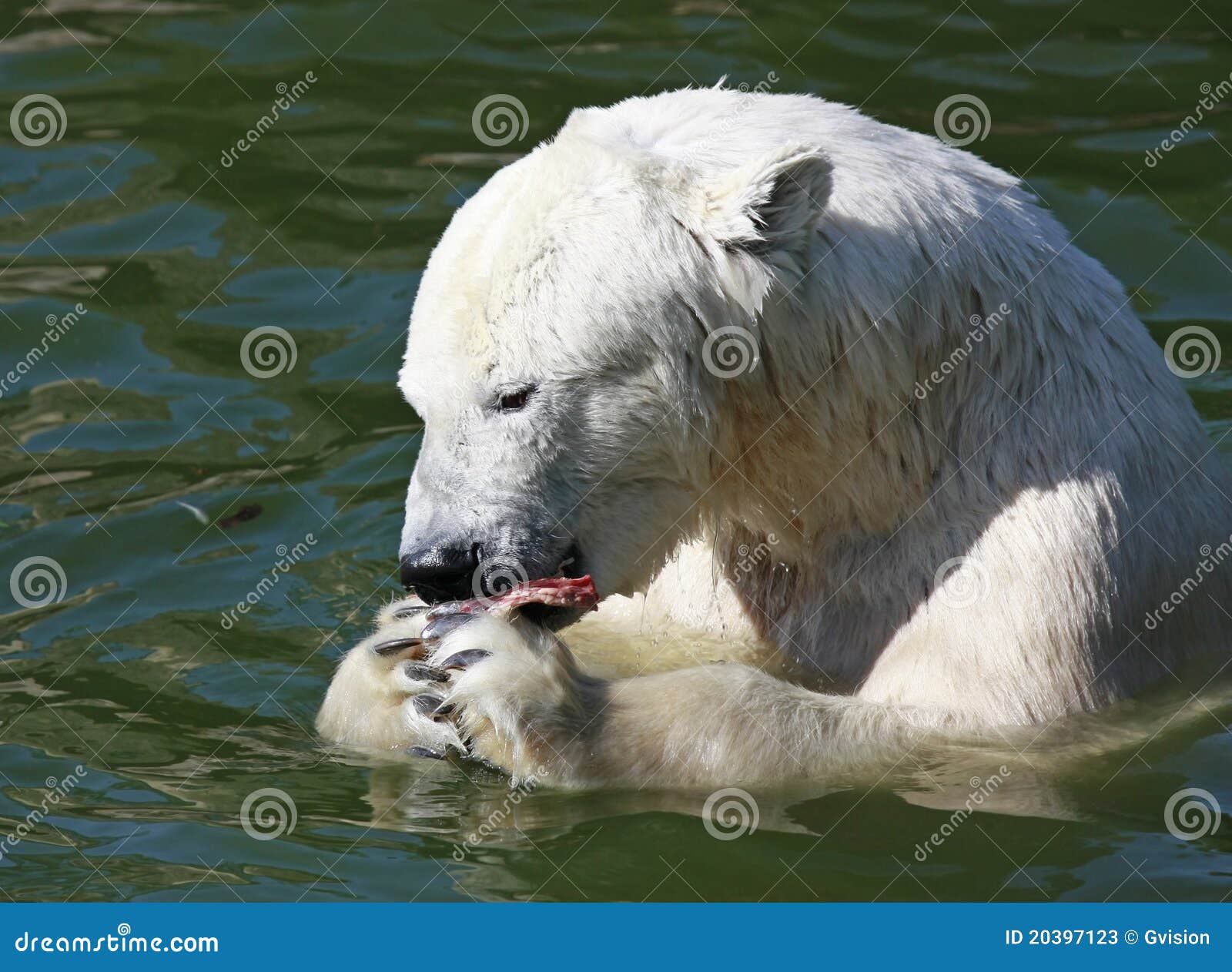 Ijsbeer stock afbeelding. Image of dier, eten, noordpool - 20397123