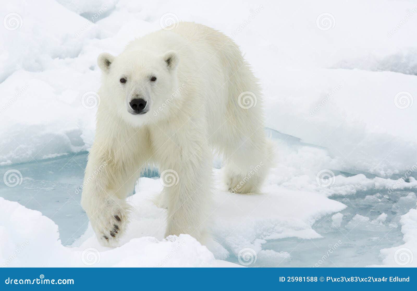 Ijsbeer stock foto. Image of ijzig, spuwen, archipel - 25981588
