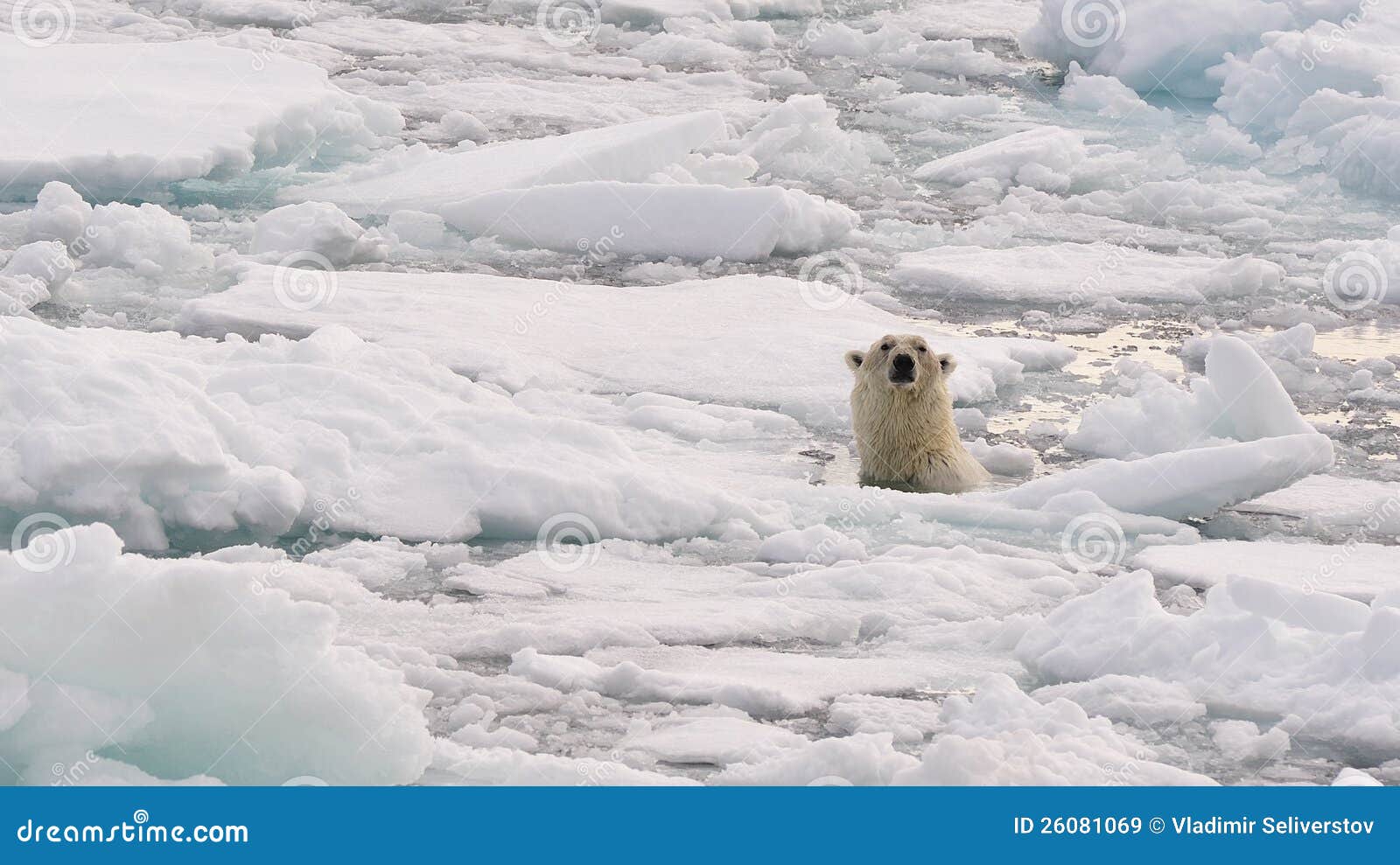 Ijsbeer stock afbeelding. Afbeelding bestaande uit svalbard - 26081069