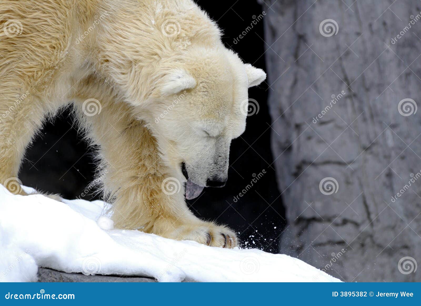 Ijsbeer Picture. Image: 3895382