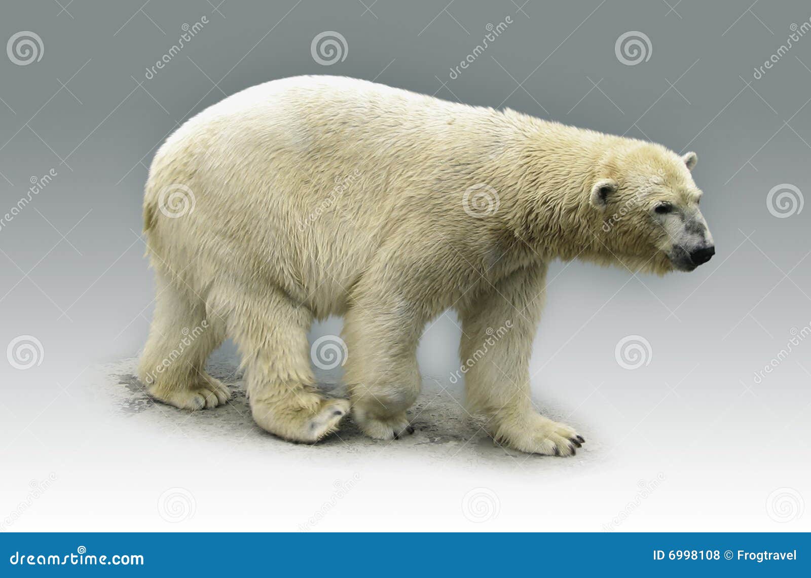 Ijsbeer stock foto. Image of noordelijk, noordpool, polair - 6998108