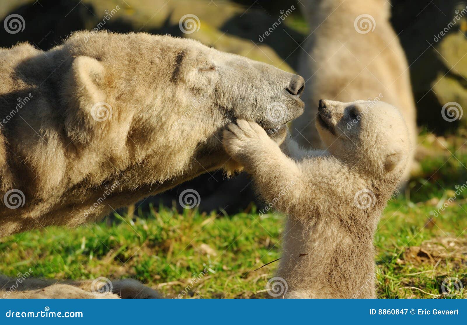 Ijsbeer en welp stock afbeelding. Image of polair, roofdier - 8860847
